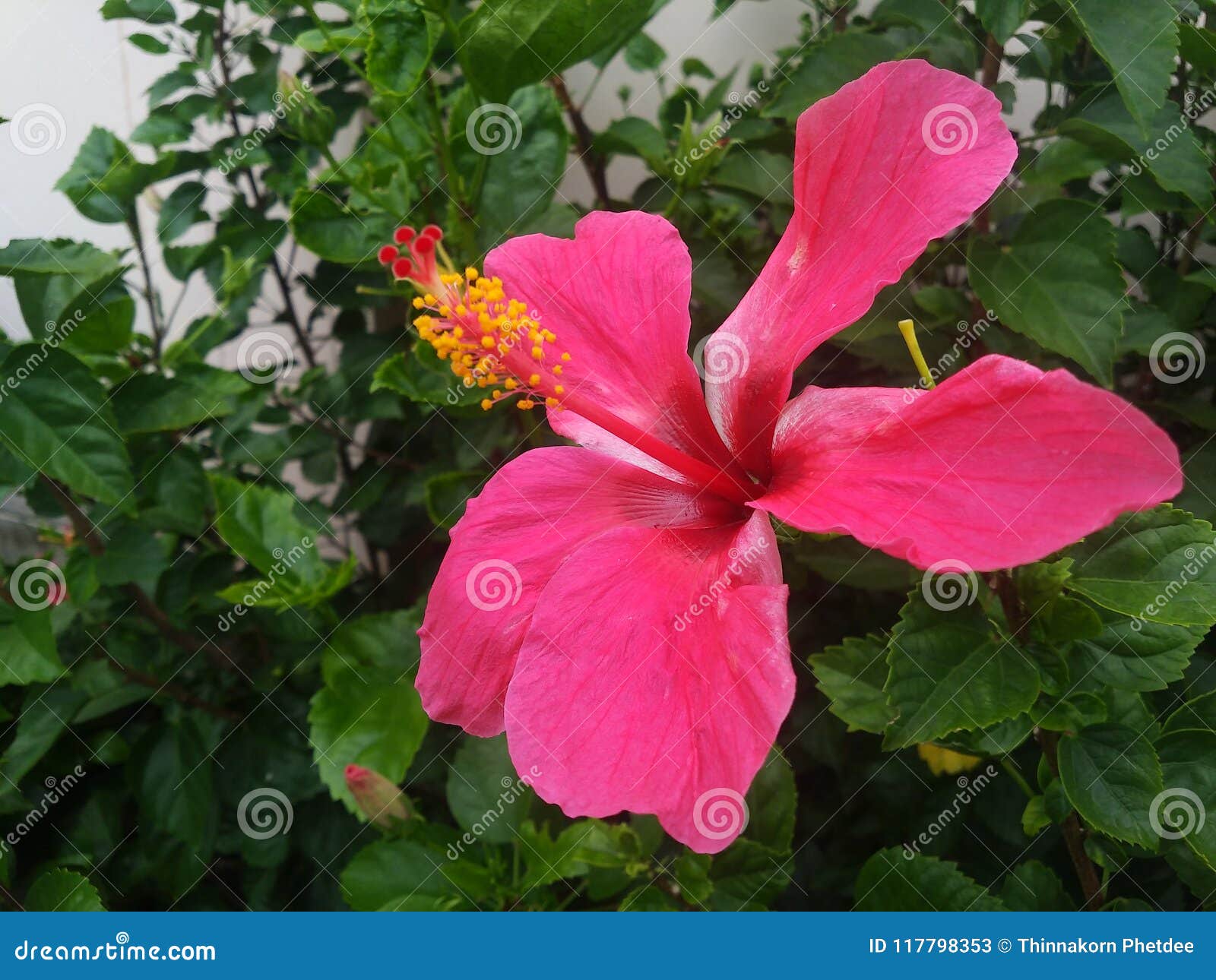 Chaba flower stock image. Image of thai, wallpaper, chaba - 117798353