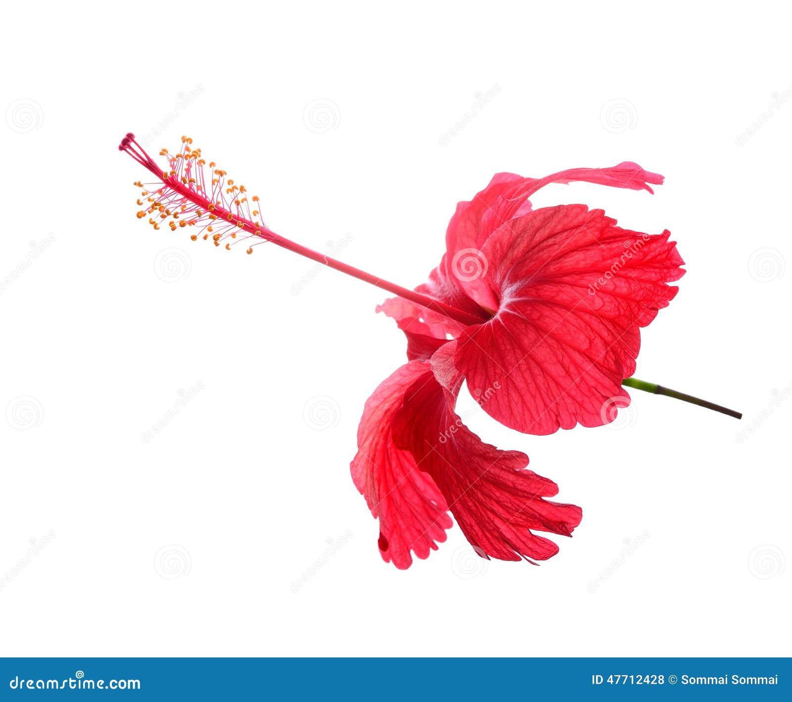 Chaba Flower on White Backgrount Stock Photo - Image of summer, bloom ...