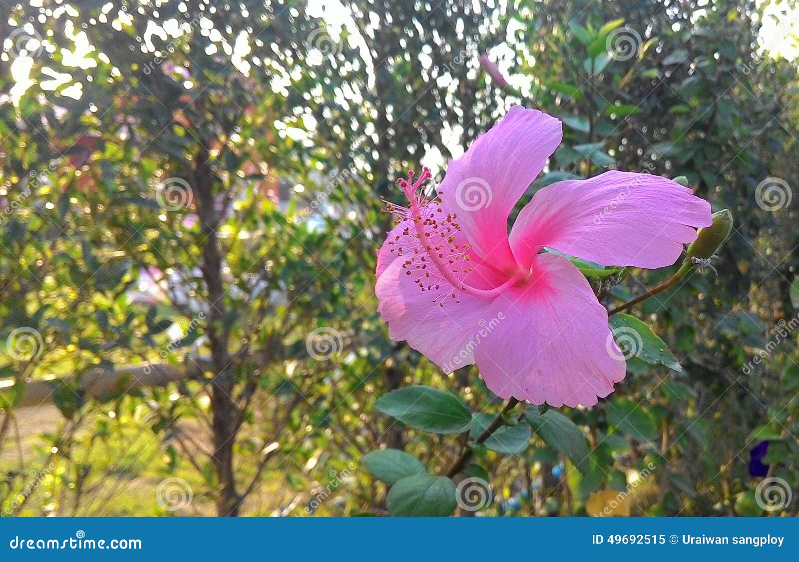 Chaba stock image. Image of pink, park, thailand, flower - 49692515