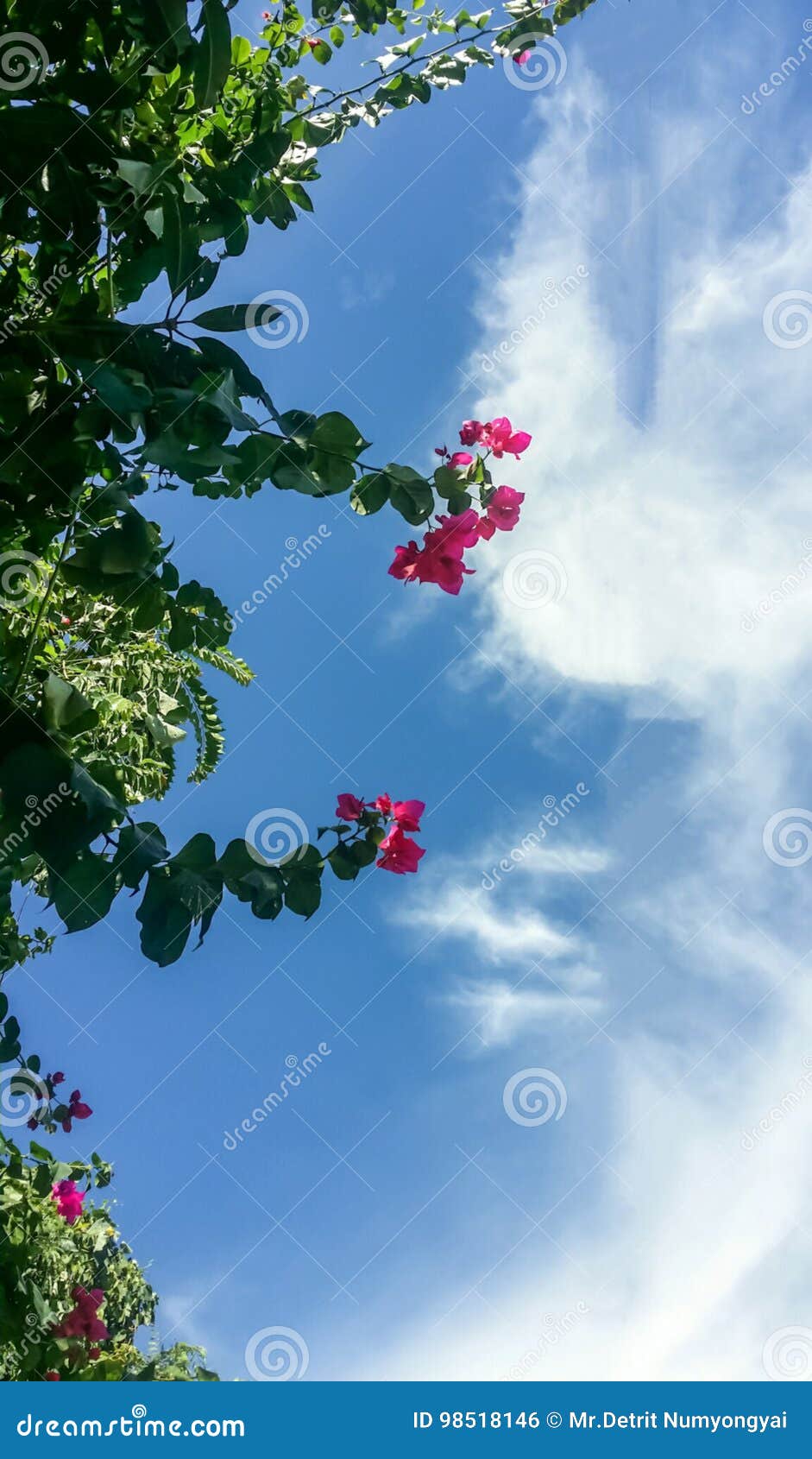 Chaba Tree Under the Sky and Clouds Stock Photo - Image of cloud, tree ...