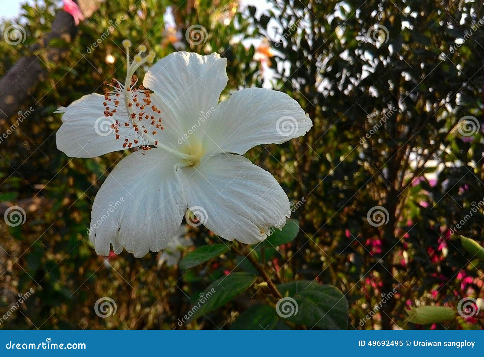 Chaba stock image. Image of chaba, thailandflower, white - 49692495