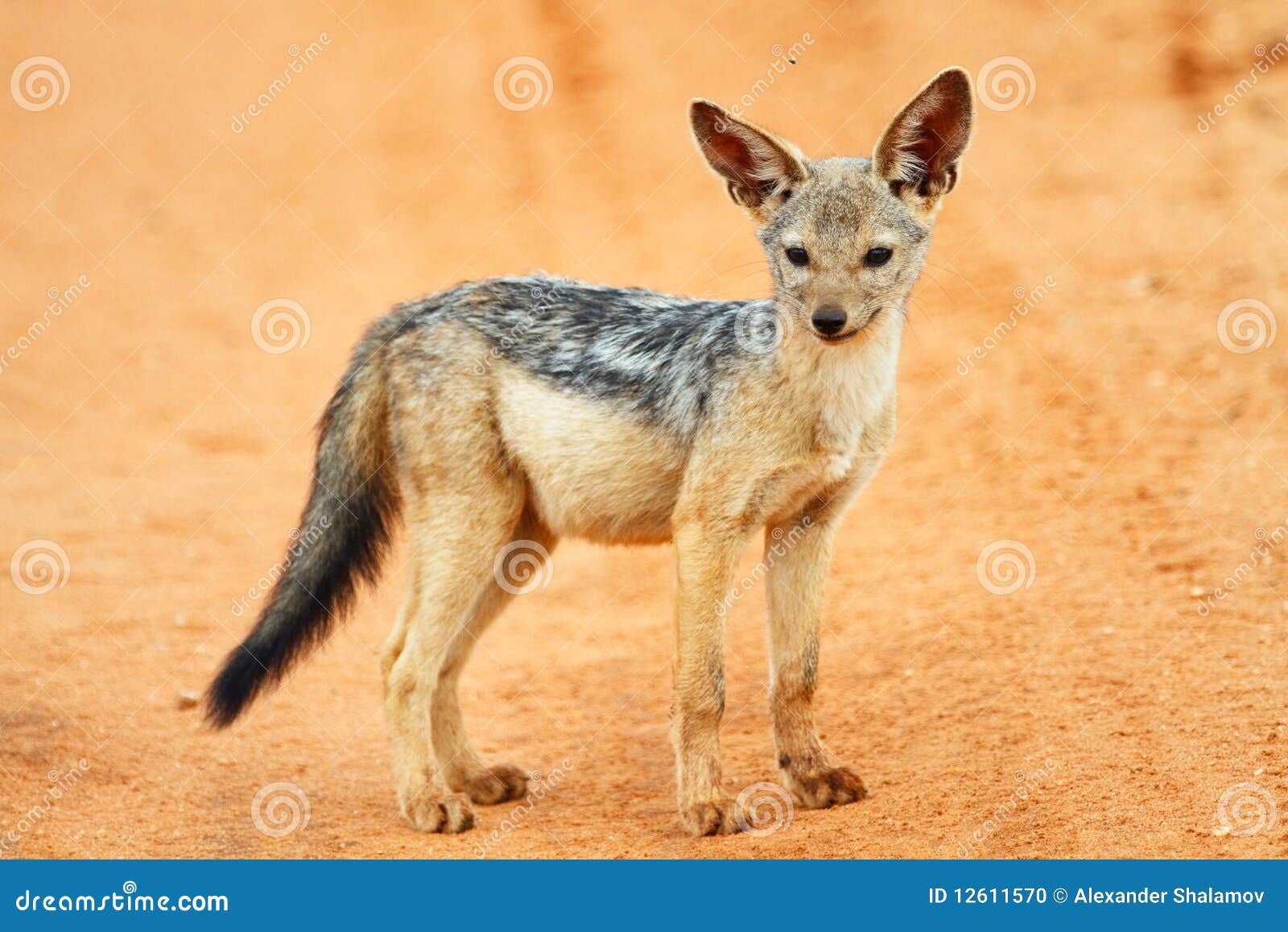 Chacal foto de archivo. Imagen de animal, limpiador, yermo - 12611570