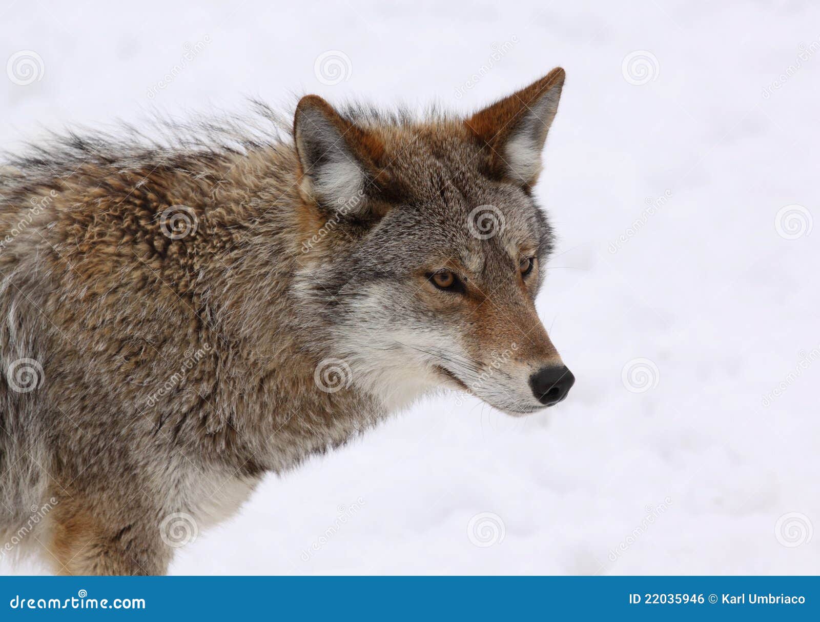 Chacal foto de stock. Imagem de inverno, quebeque, potência - 22035946