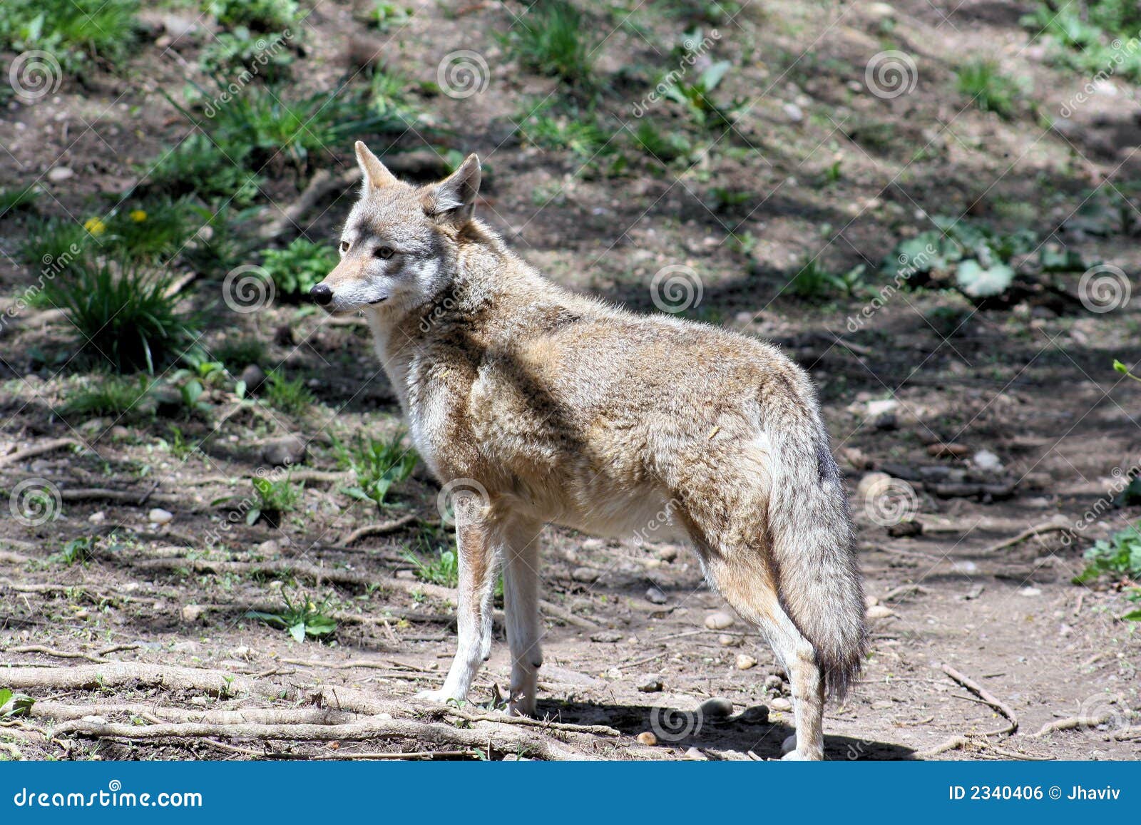Chacal foto de stock. Imagem de canino, férias, parque - 2340406