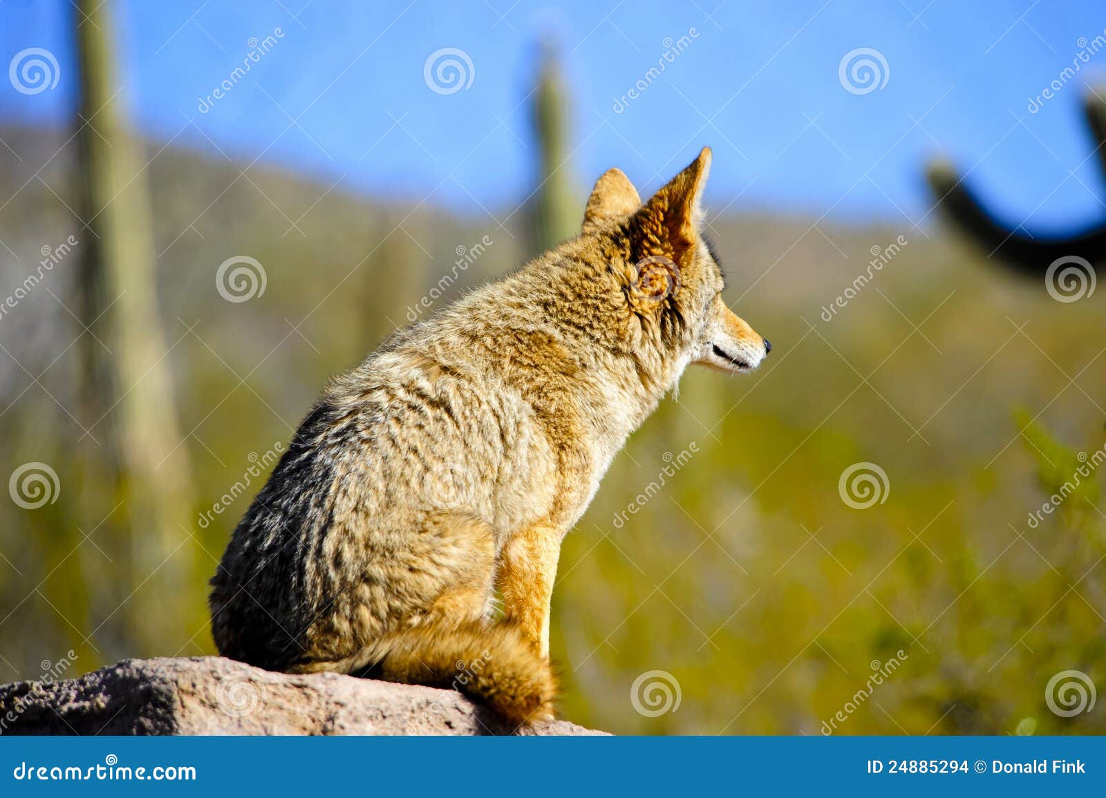Chacal foto de stock. Imagem de canino, retrato, vigia - 24885294