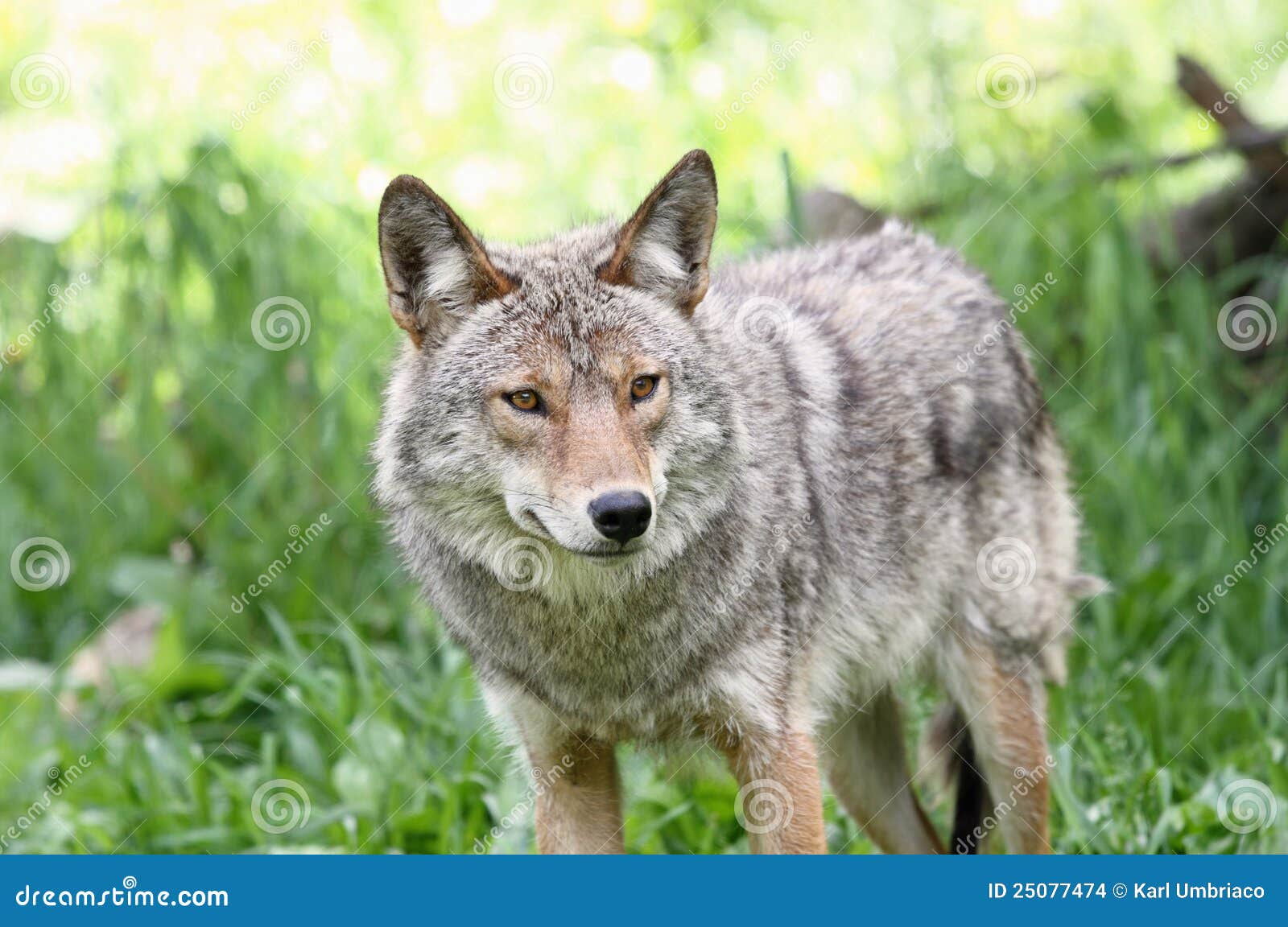 Chacal foto de stock. Imagem de animal, nave, beleza - 25077474