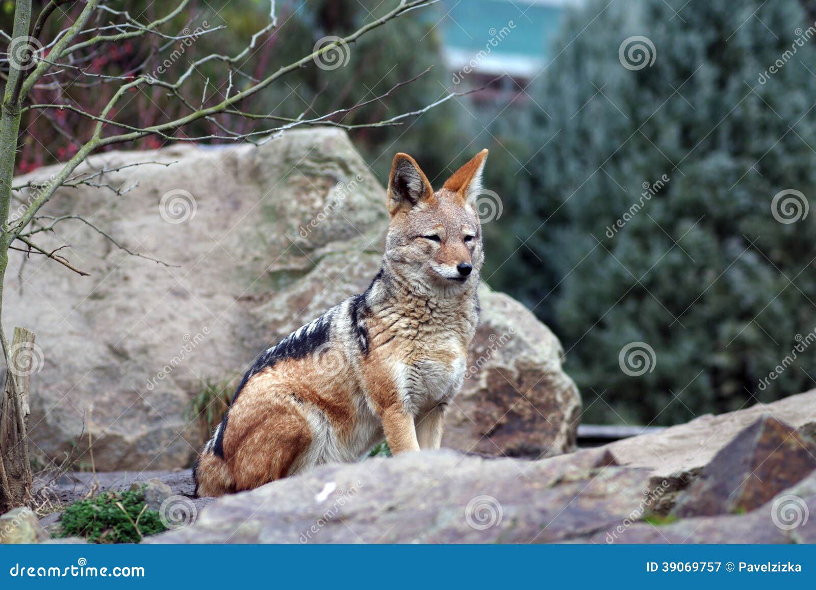 Chacal imagen de archivo. Imagen de america, perro, sentada - 39069757