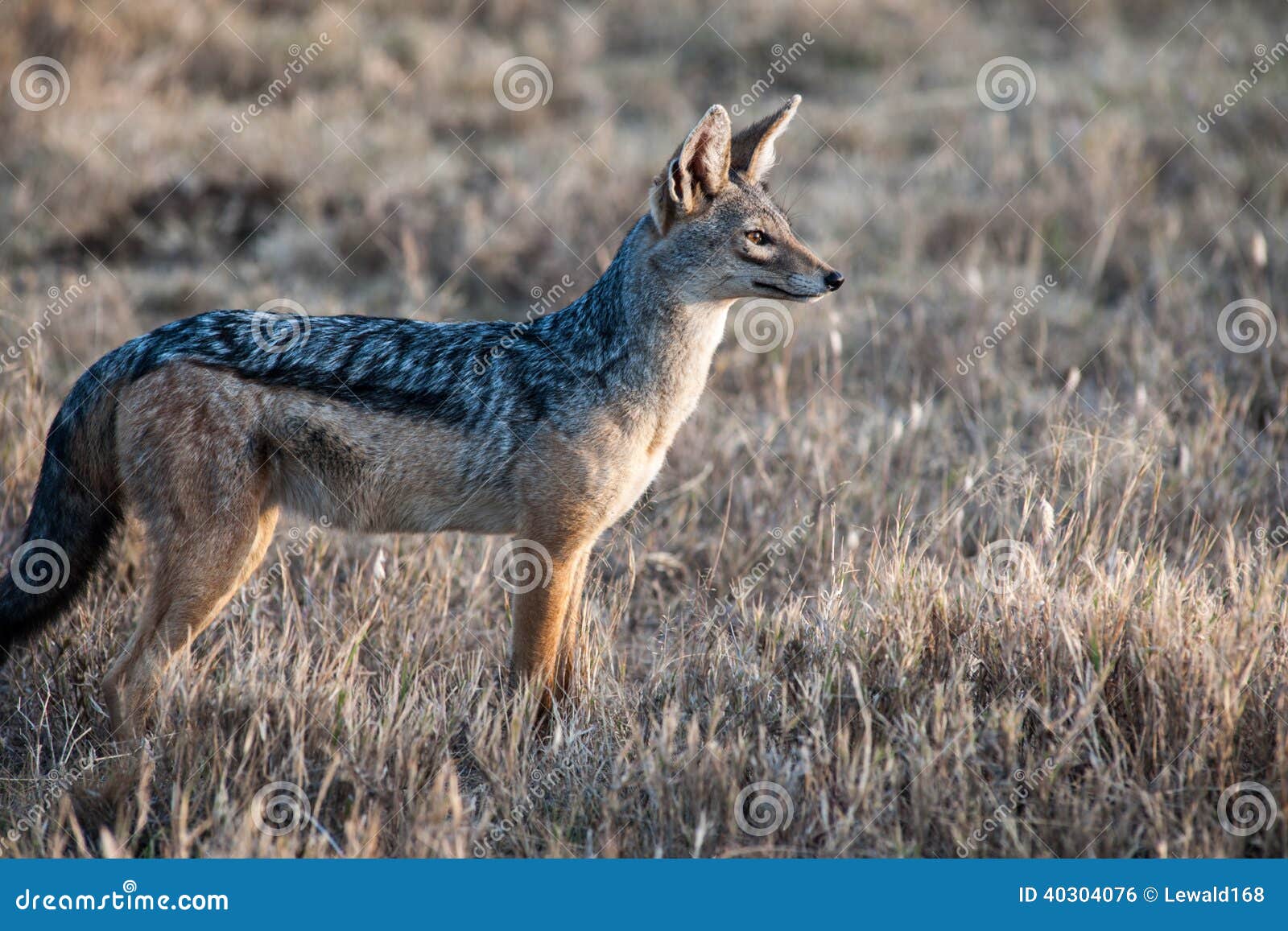 Chacal foto de archivo. Imagen de kenia, animal, paisaje - 40304076
