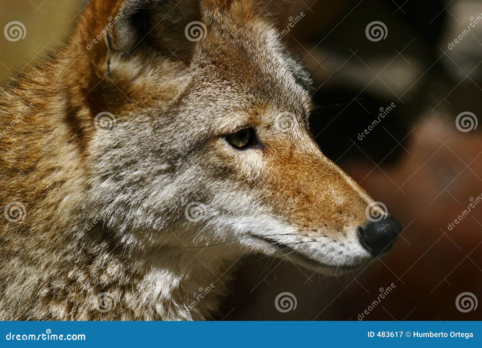 Chacal imagem de stock. Imagem de nave, wildlife, méxico - 483617