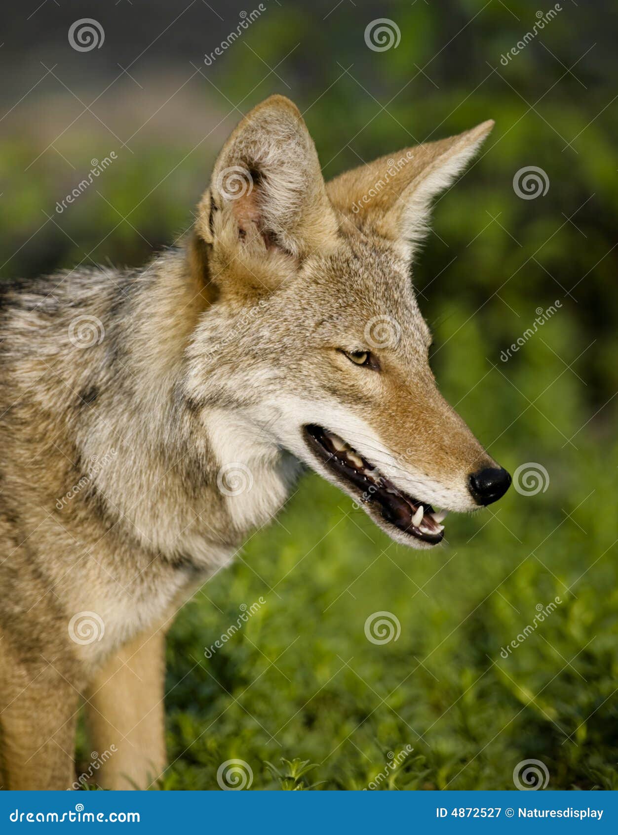Chacal imagem de stock. Imagem de wildlife, perfil, orelhas - 4872527
