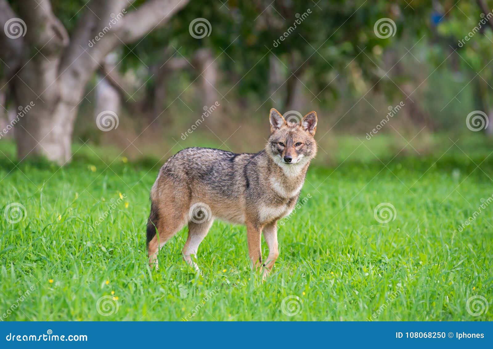 Chacal dans les bois photo stock. Image du habitat, jackal - 108068250