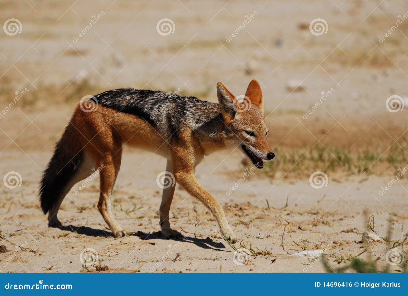Chacal De Espalda Negra (mesomelas Del Canis) Foto de archivo - Imagen ...