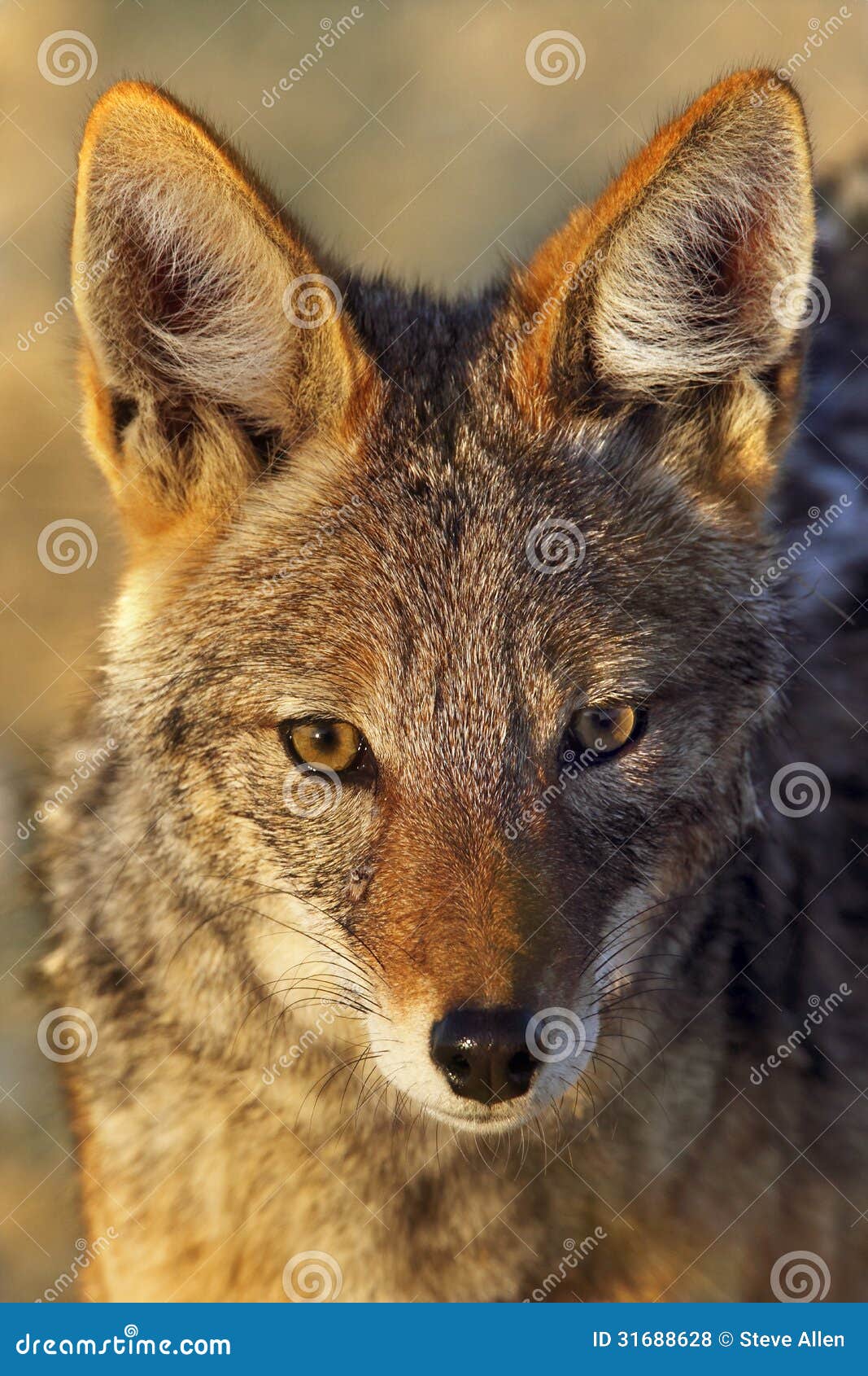 Chacal De Espalda Negra - Namibia Foto de archivo - Imagen de chacal ...