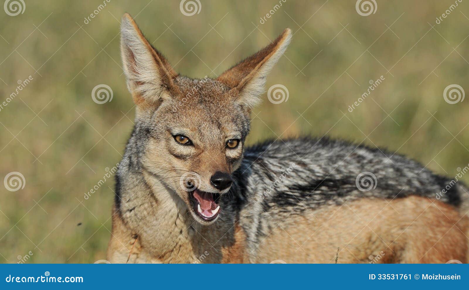 Chacal en el salvaje imagen de archivo. Imagen de pasto - 33531761