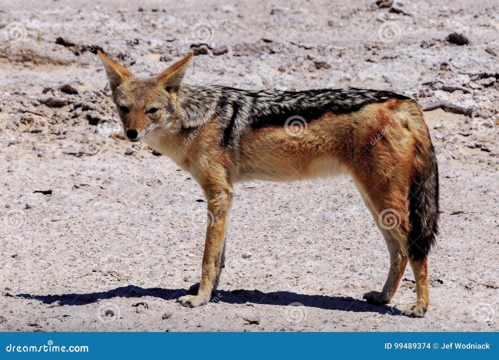 Chacal in Etosha parc stock foto. Image of carnivoor - 99489374