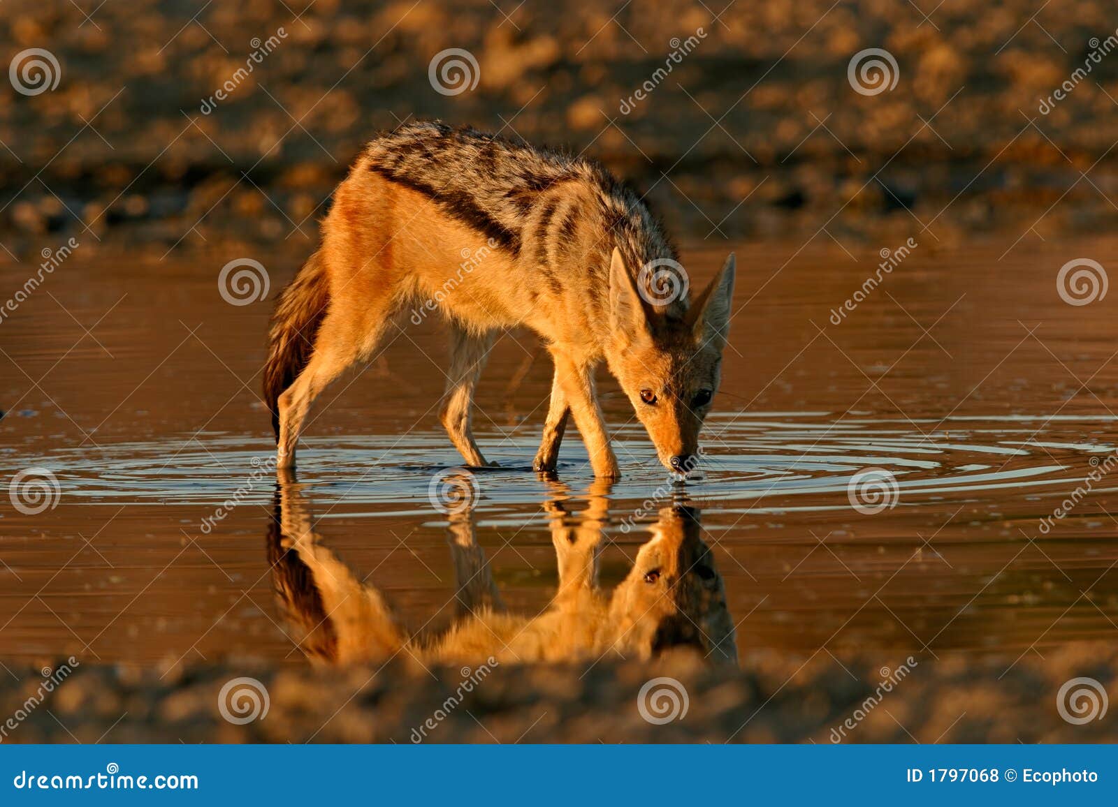 Chacal potable photo stock. Image du boue, extérieur, étang - 1797068