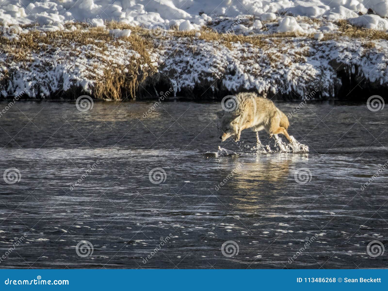 Chacal Que Ataca Em Um Peixe No Rio Foto de Stock - Imagem de truta ...