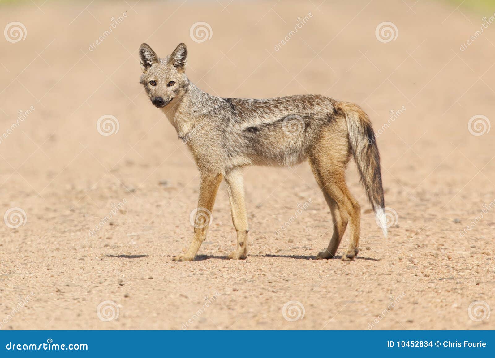 Chacal De Rayas Laterales