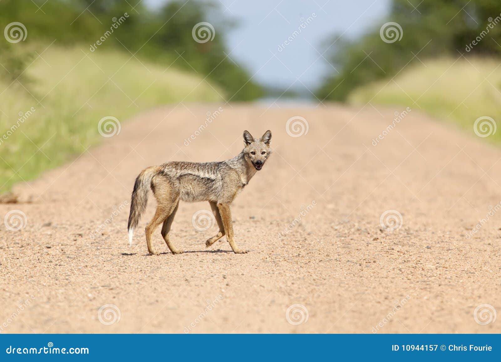 Chacal rayado lateral imagen de archivo. Imagen de chacal - 10944157