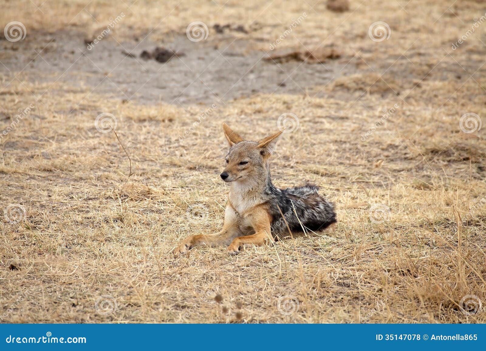 Chacal Rayado Lateral (adustus Del Canis) Foto de archivo - Imagen de ...