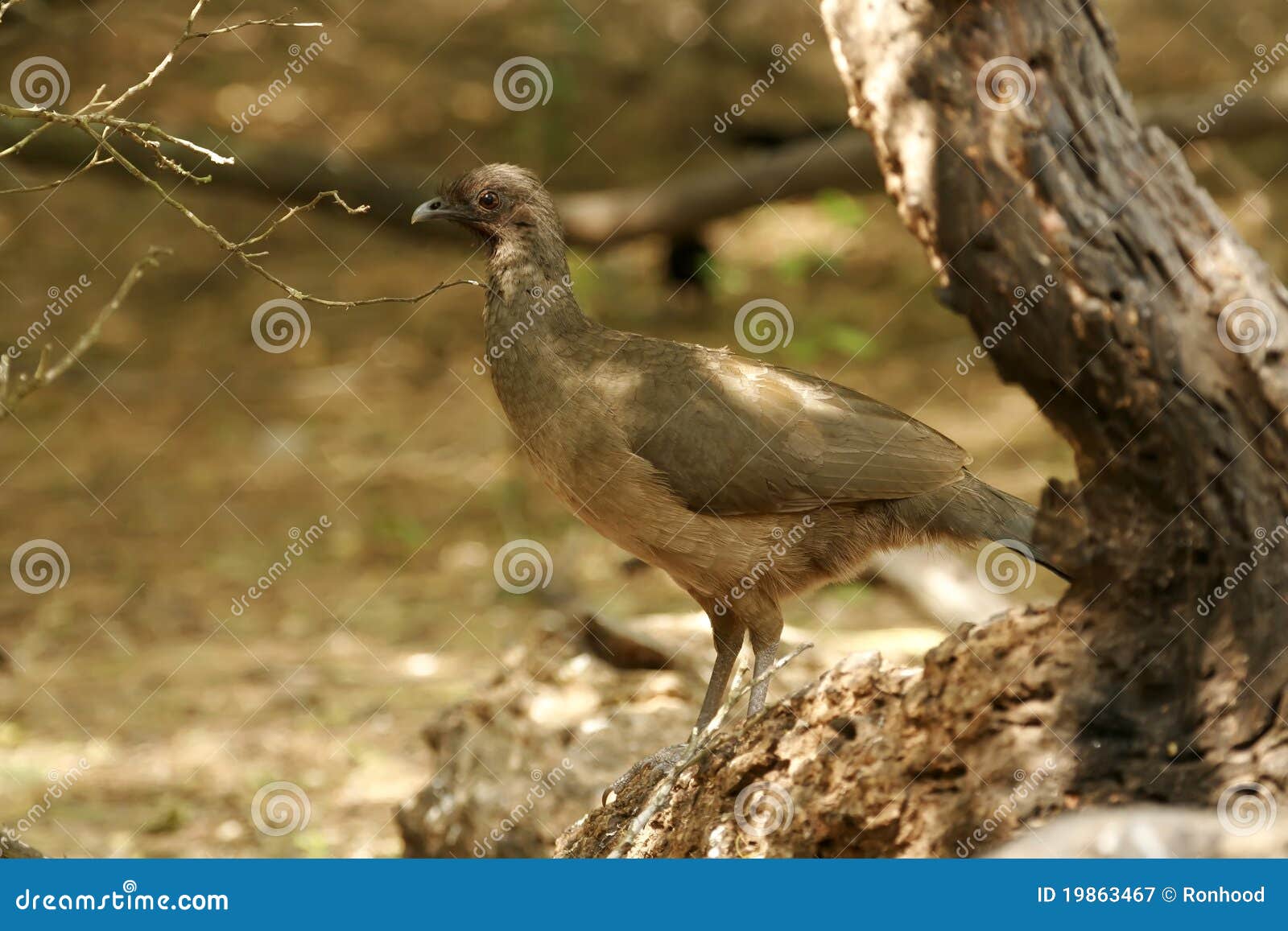 Chachalaca stock image. Image of atascosa, bird, american - 19863467