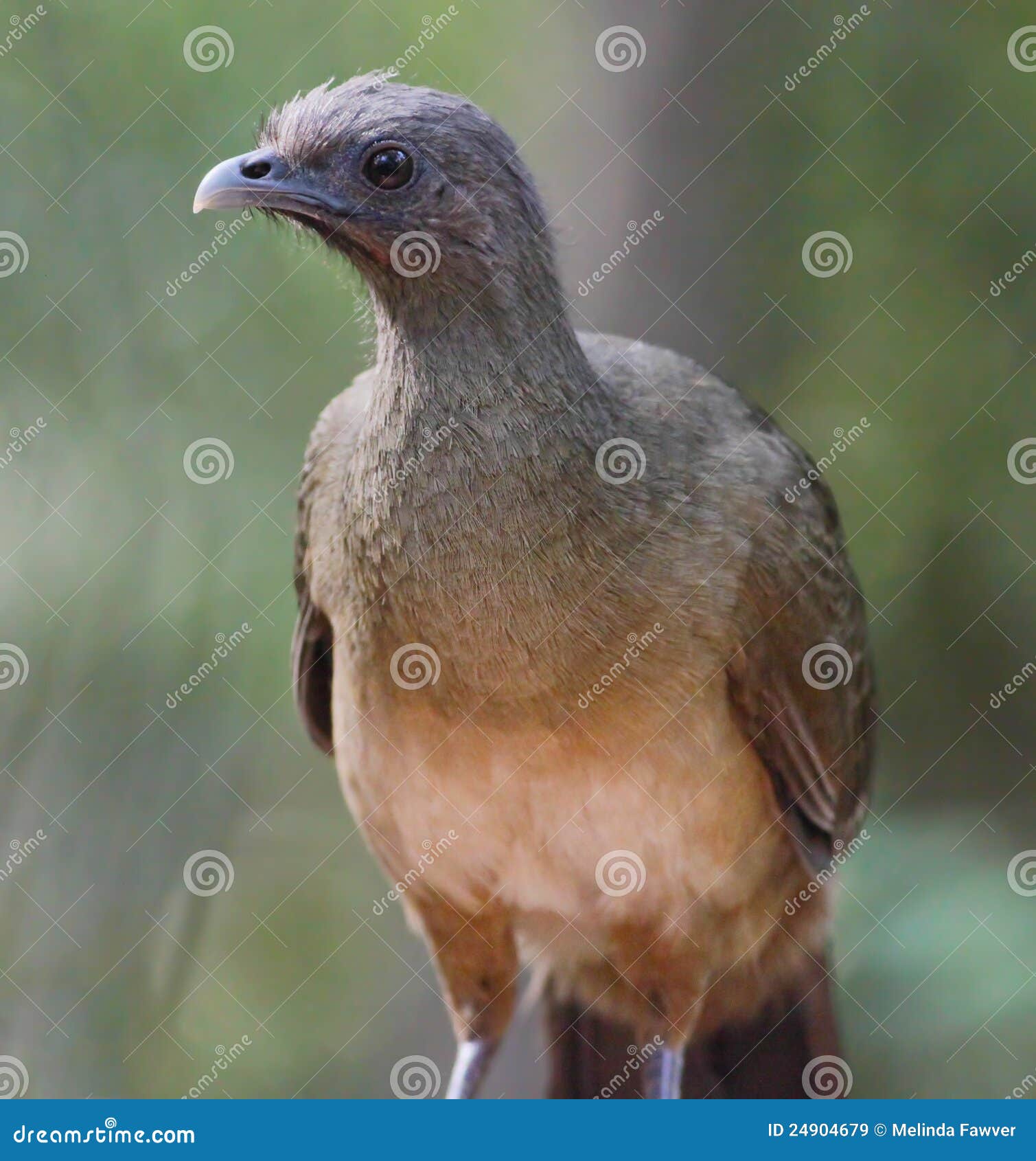 Chachalaca stock image. Image of cracid, gamebird, texas - 24904679