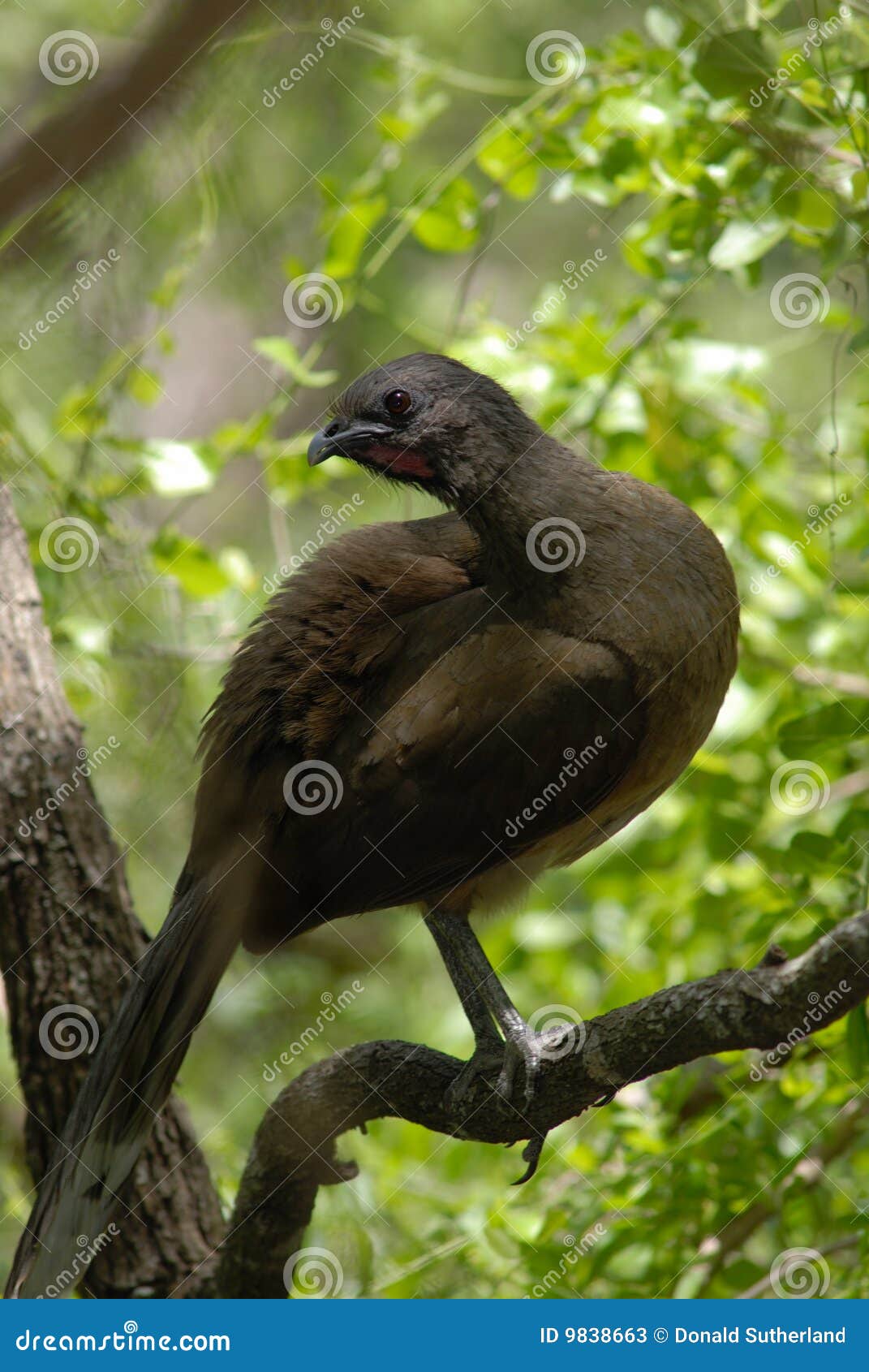 Chachalaca imagen de archivo. Imagen de valle, tropical - 9838663