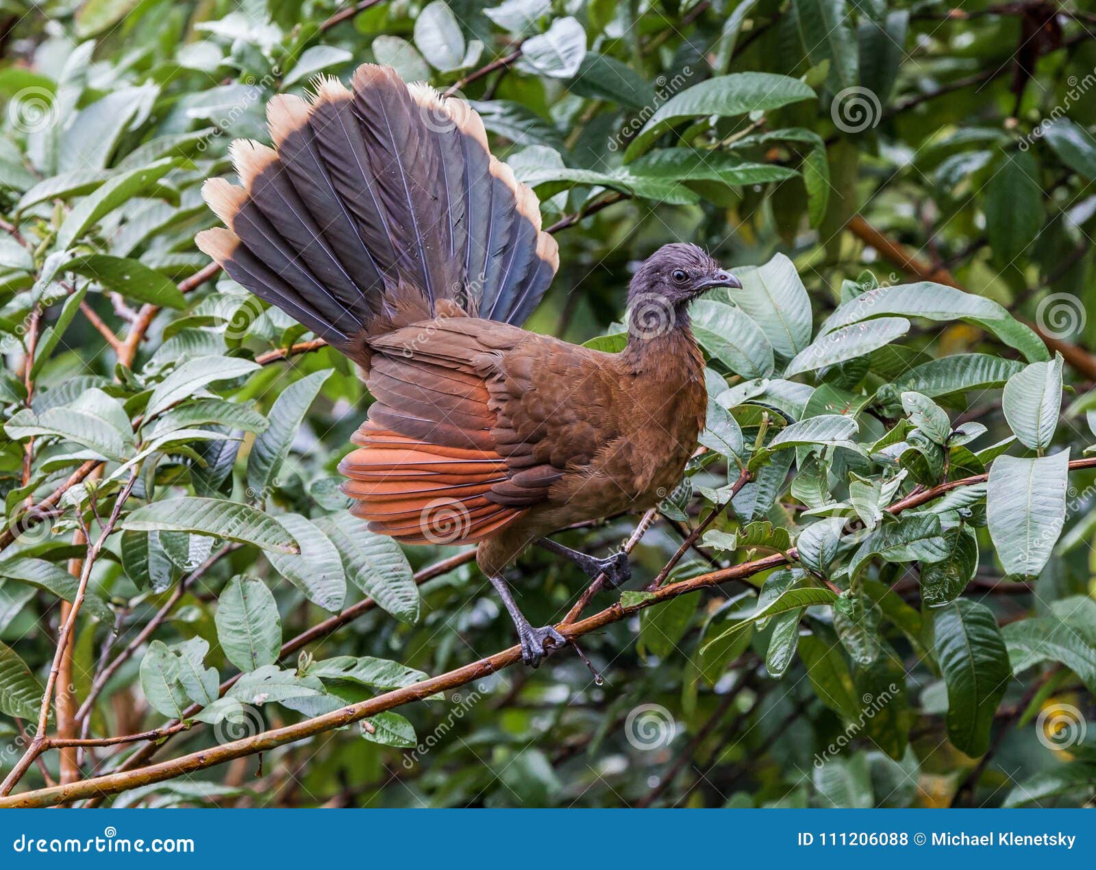 Chachalaca stock photo. Image of bird, tree, outdoors - 111206088