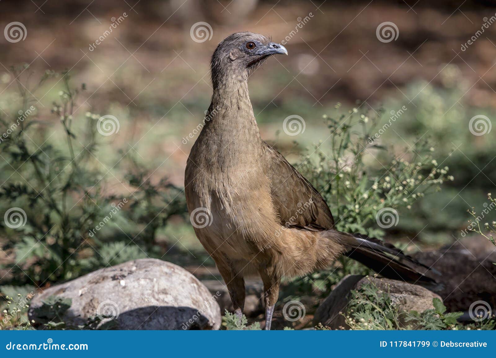 Chachalaca En Quinta Mazatlan En Tejas Imagen de archivo - Imagen de ...