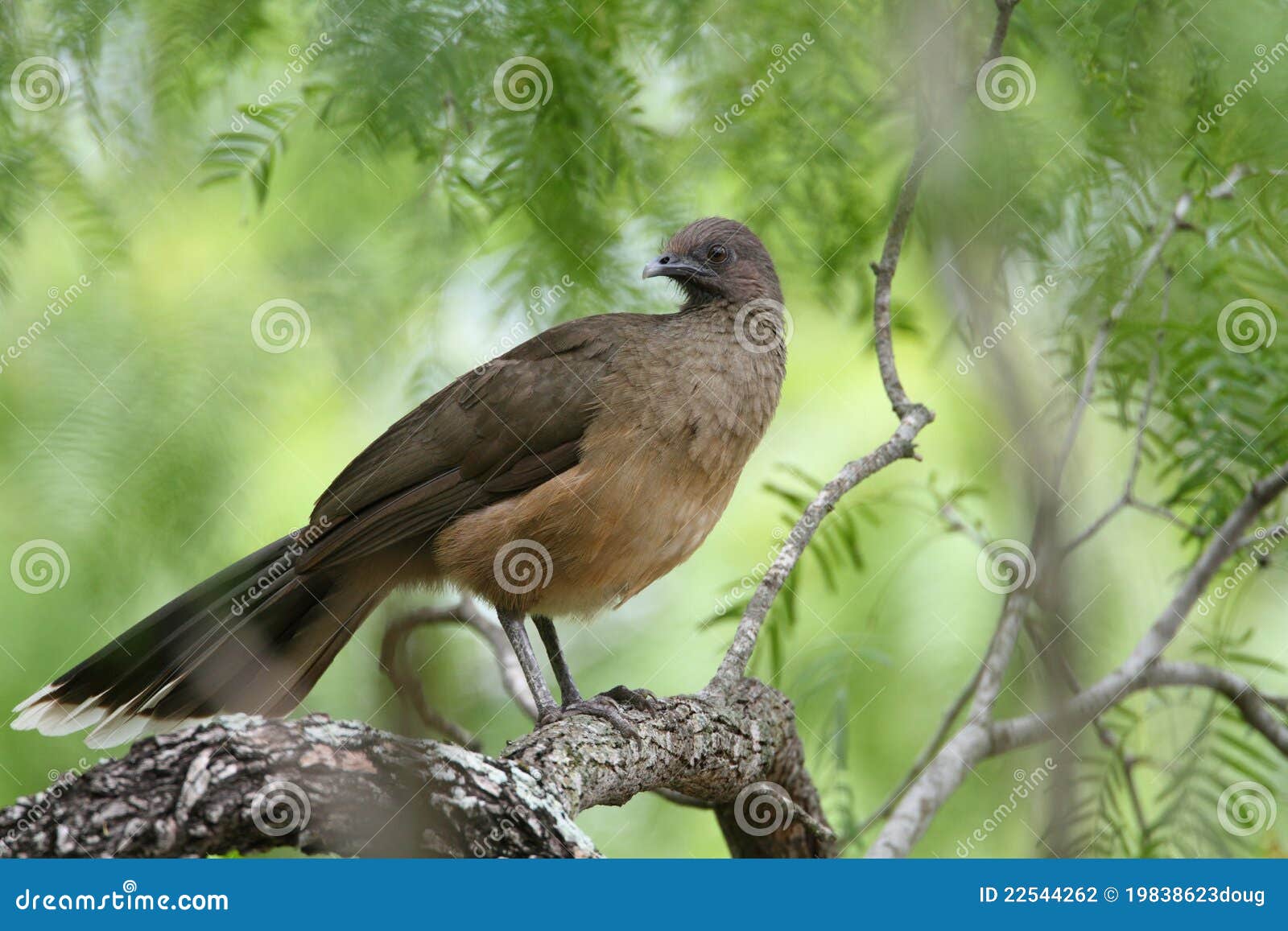 Chachalaca llano foto de archivo. Imagen de fauna, hoja - 22544262