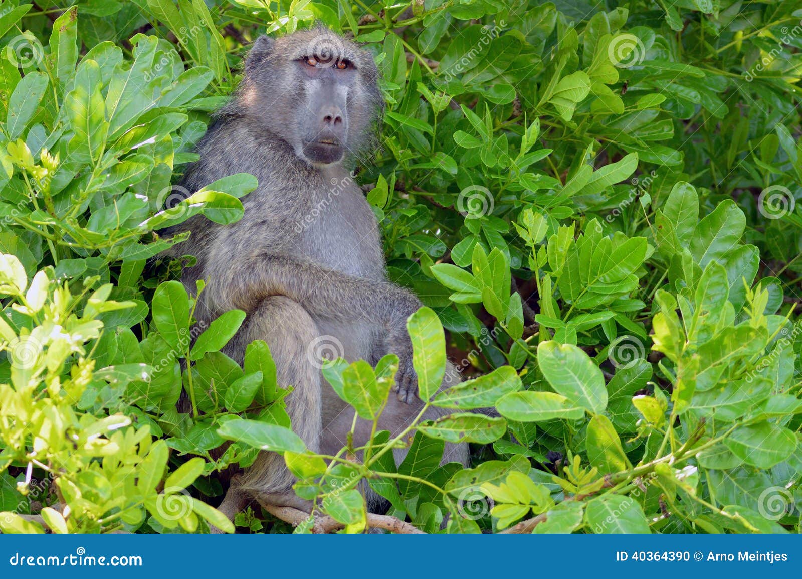 Chacma Babian (Papioursinus) I Den Kruger Nationalparken Arkivfoto ...