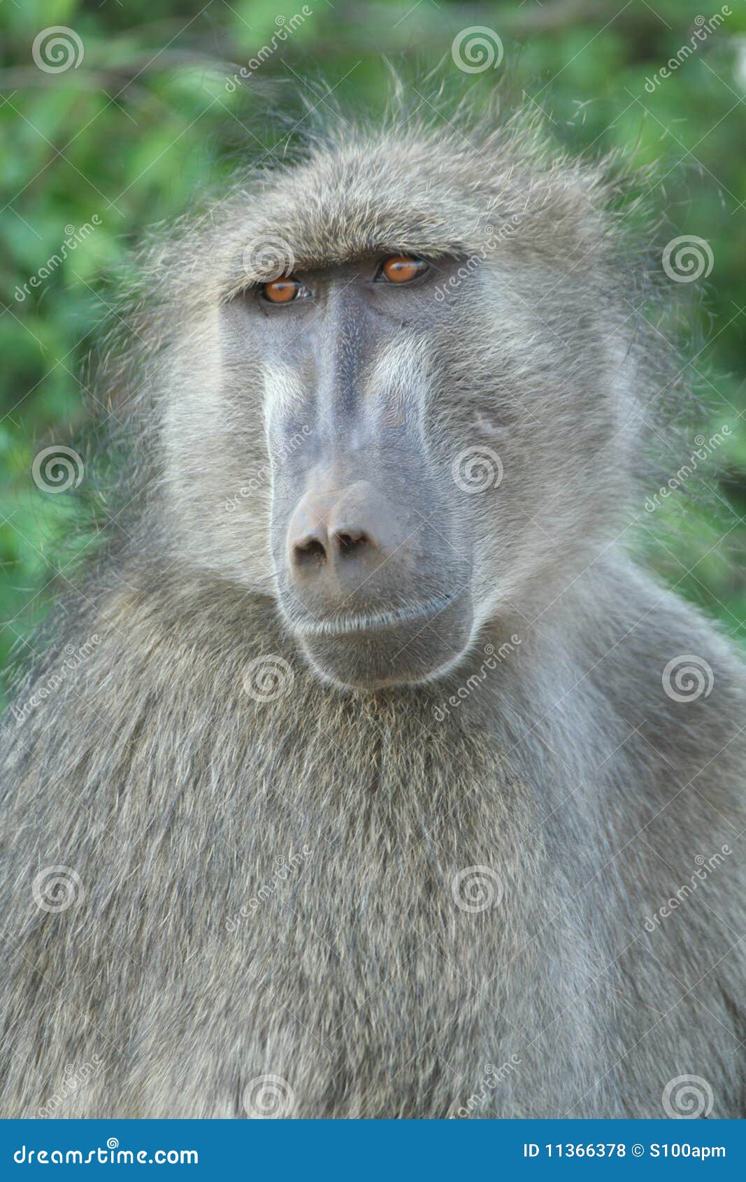 Chacma Baboon stock photo. Image of vacant, chacma, eyes - 11366378