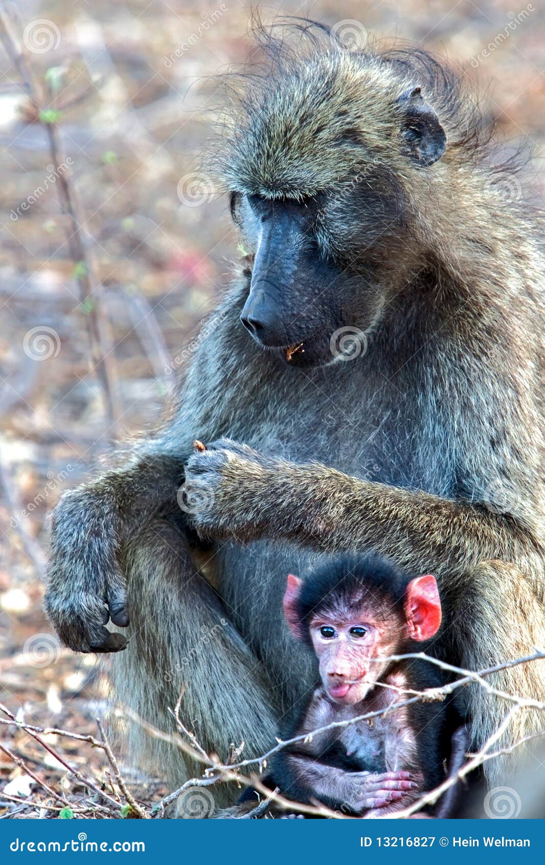 Chacma Baboon stock image. Image of africa, national - 13216827