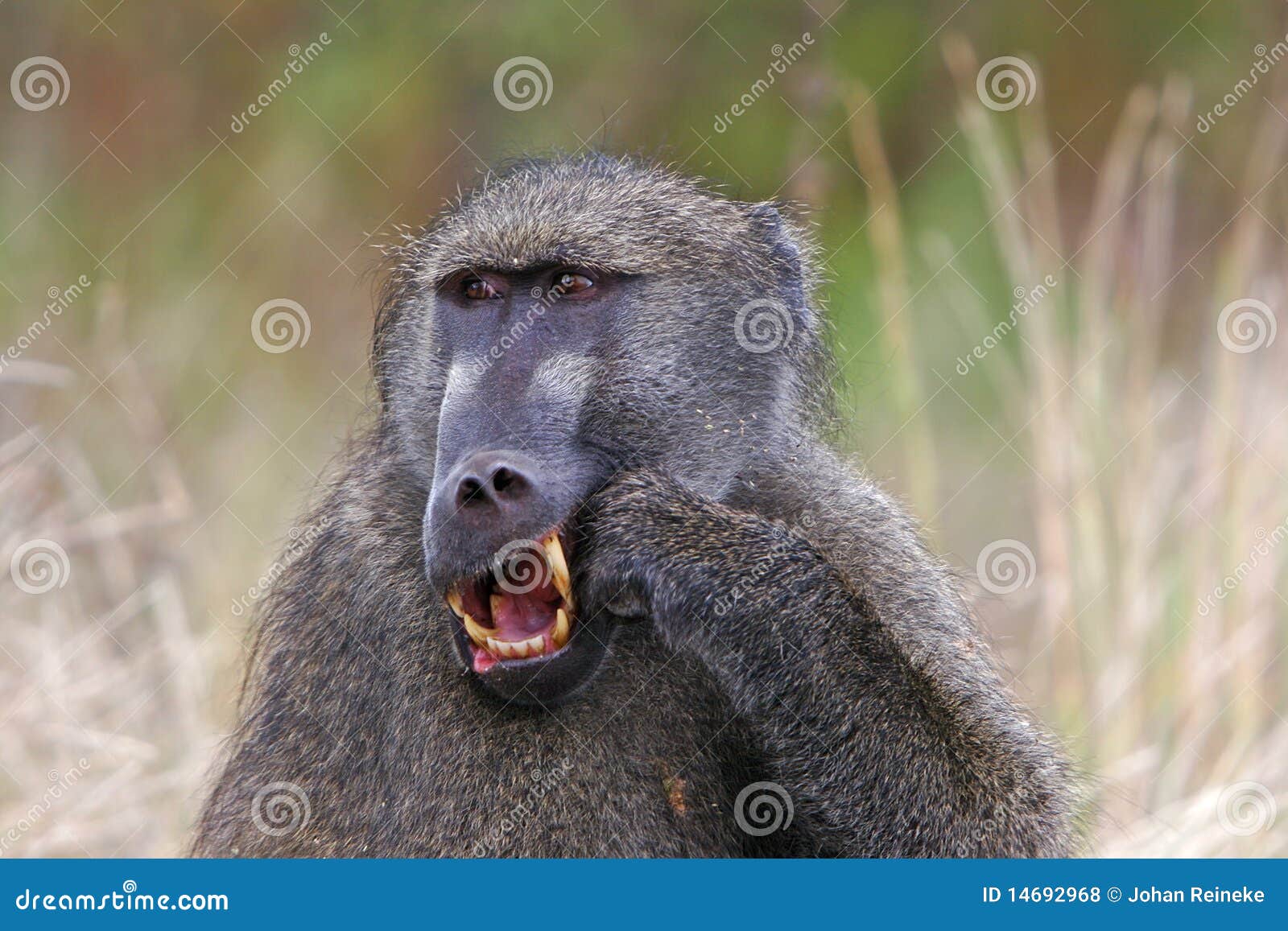 Chacma baboon stock photo. Image of mammal, afrika, ears - 14692968