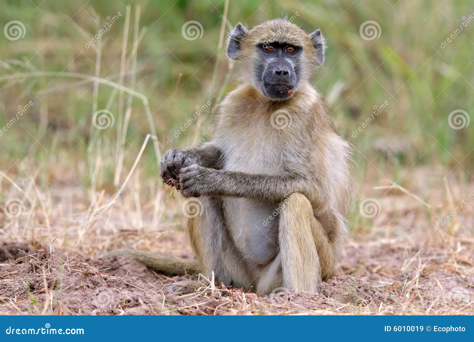 Chacma Baboon Papio Ursinus Or Cape Baboon Red Behind Close Up Walking ...