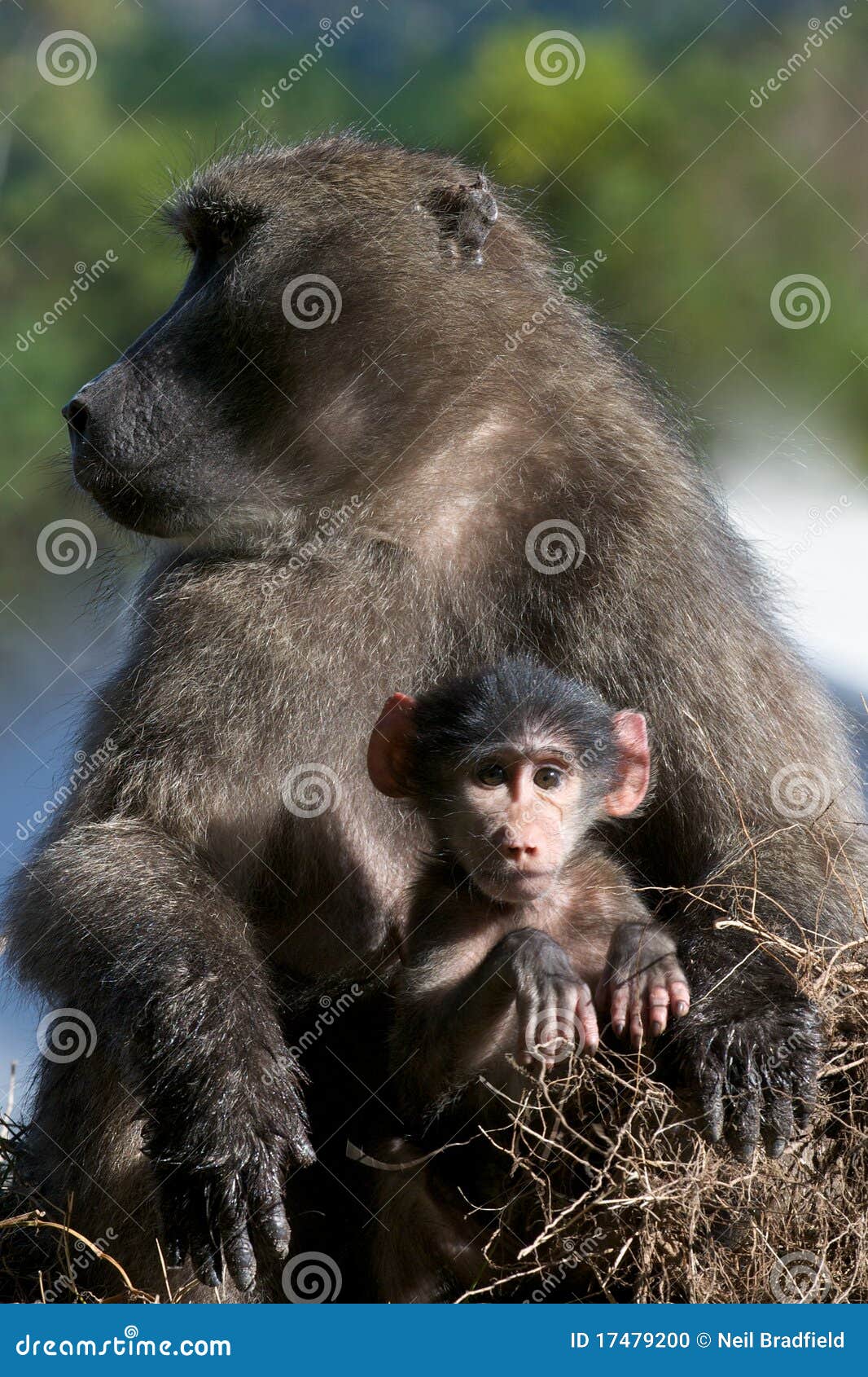 Chacma Baboon Baby stock photo. Image of baby, hands - 17479200