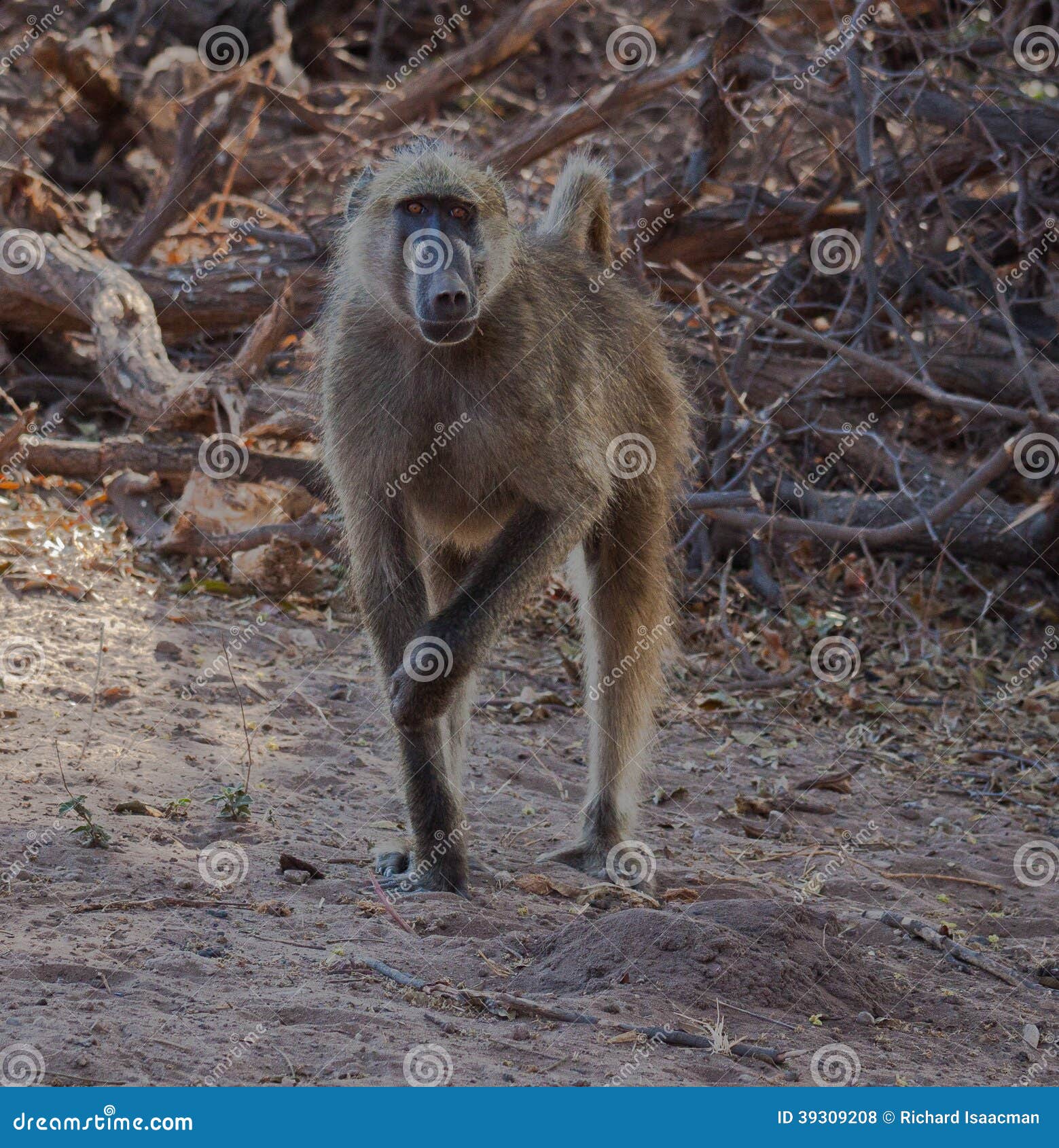Chacma Baboon stock photo. Image of paws, chacma, tail - 39309208