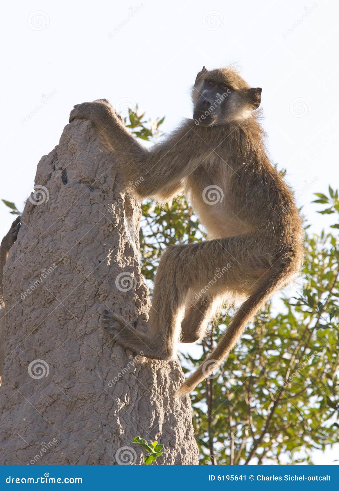 Chacma Baboon Climbing Rock Stock Image - Image of papio, primate: 6195641