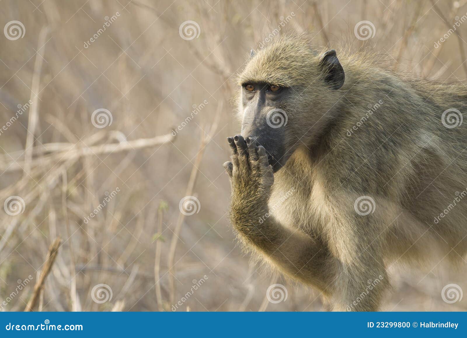 Chacma Baboon Covering Mouth, Botswana Stock Photo - Image of park ...