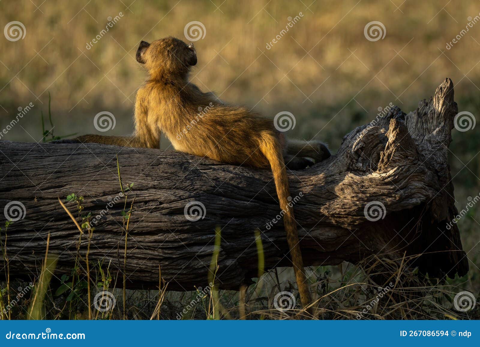Chacma Baboon Lies on Log Facing Away Stock Photo - Image of park ...