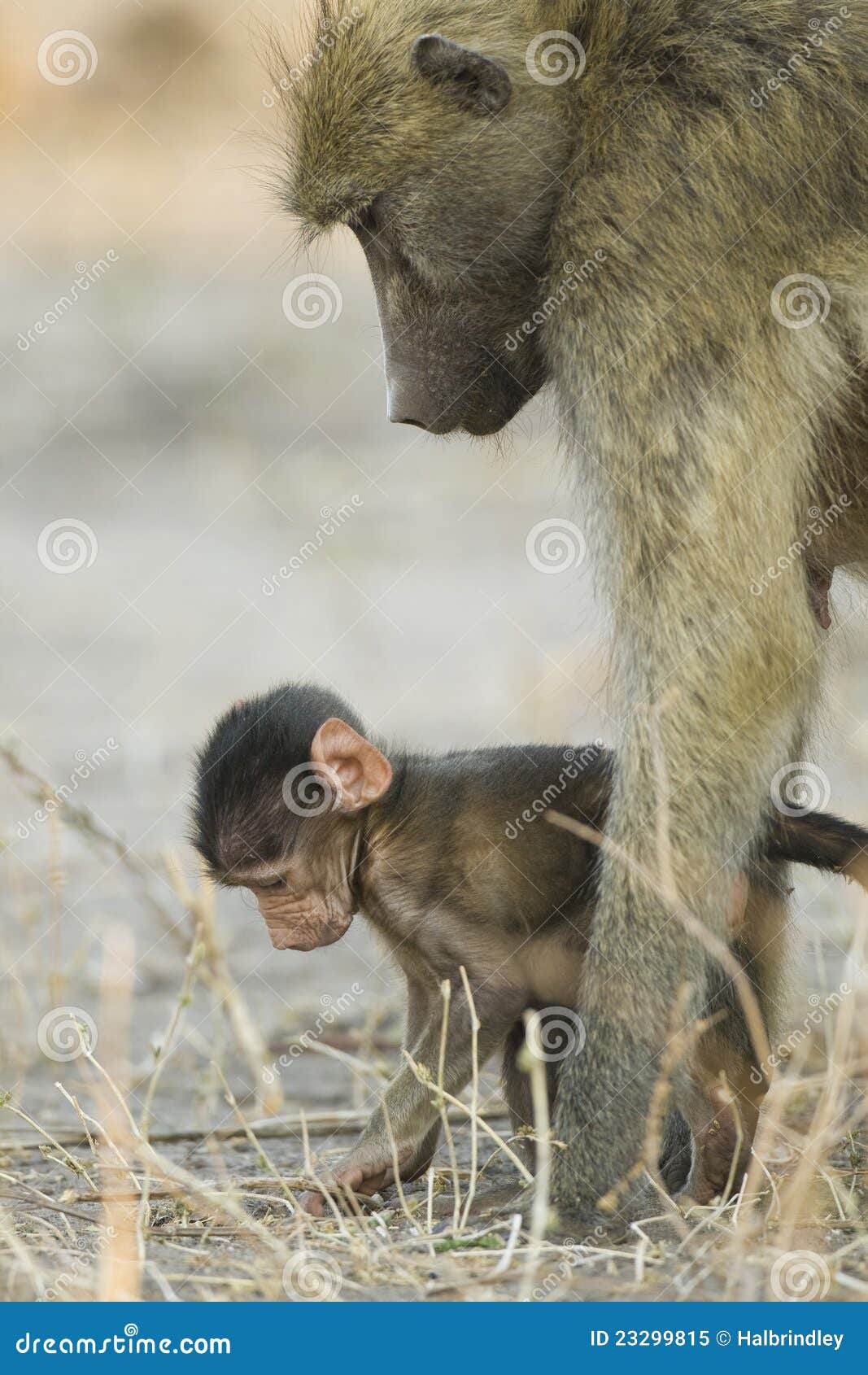 Chacma Baboon Mother with Baby, Botswana Stock Image - Image of ...