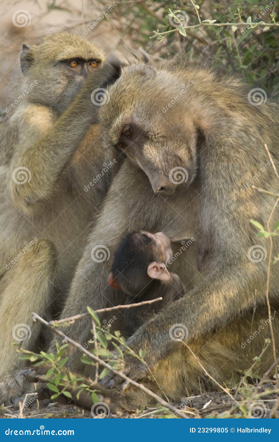 Chacma Baboon Mother Nursing Baby, Botswana Stock Image - Image of ...