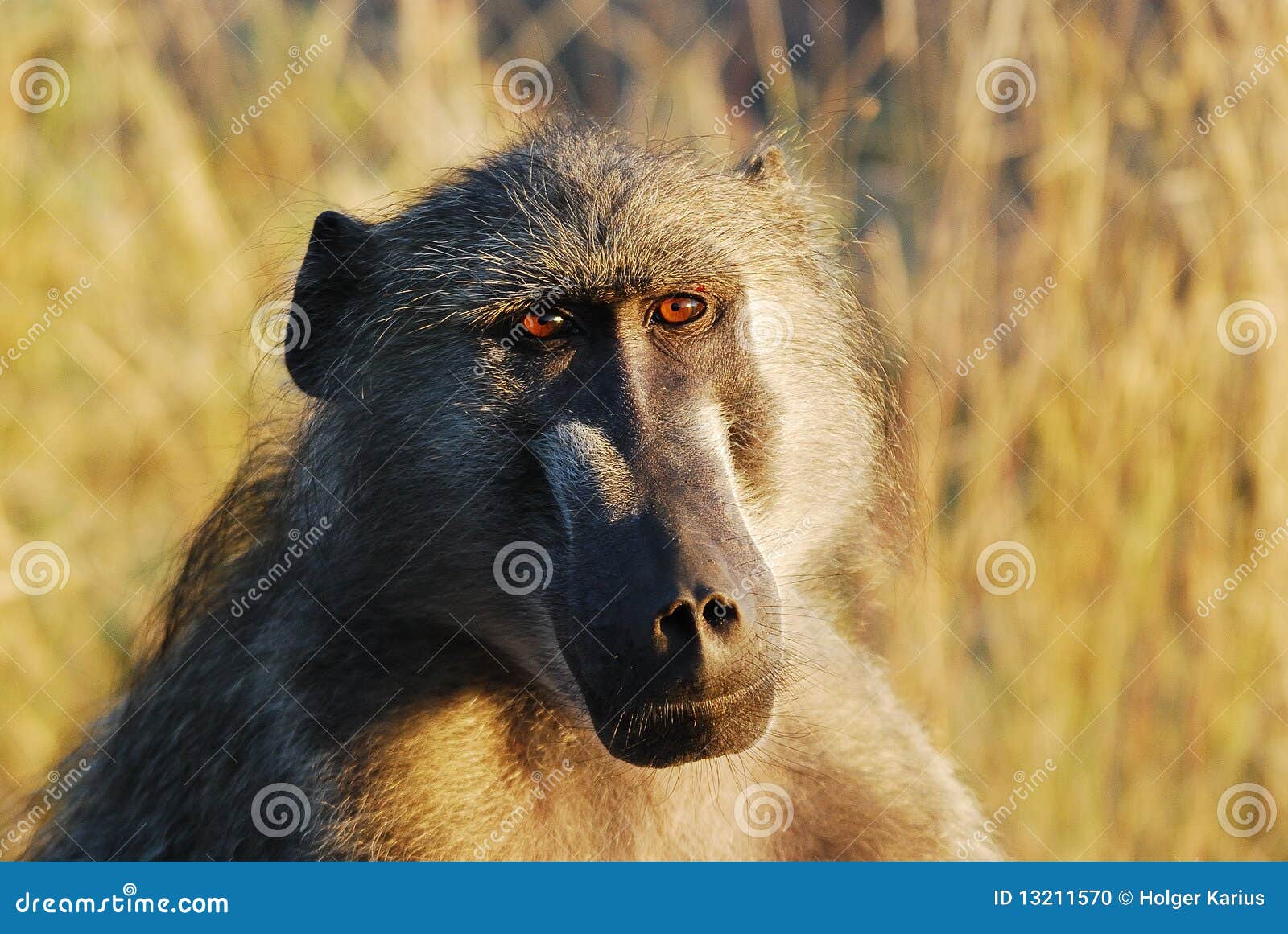 Chacma Baboon (Papio Ursinus) Stock Photo - Image of safari, animals ...
