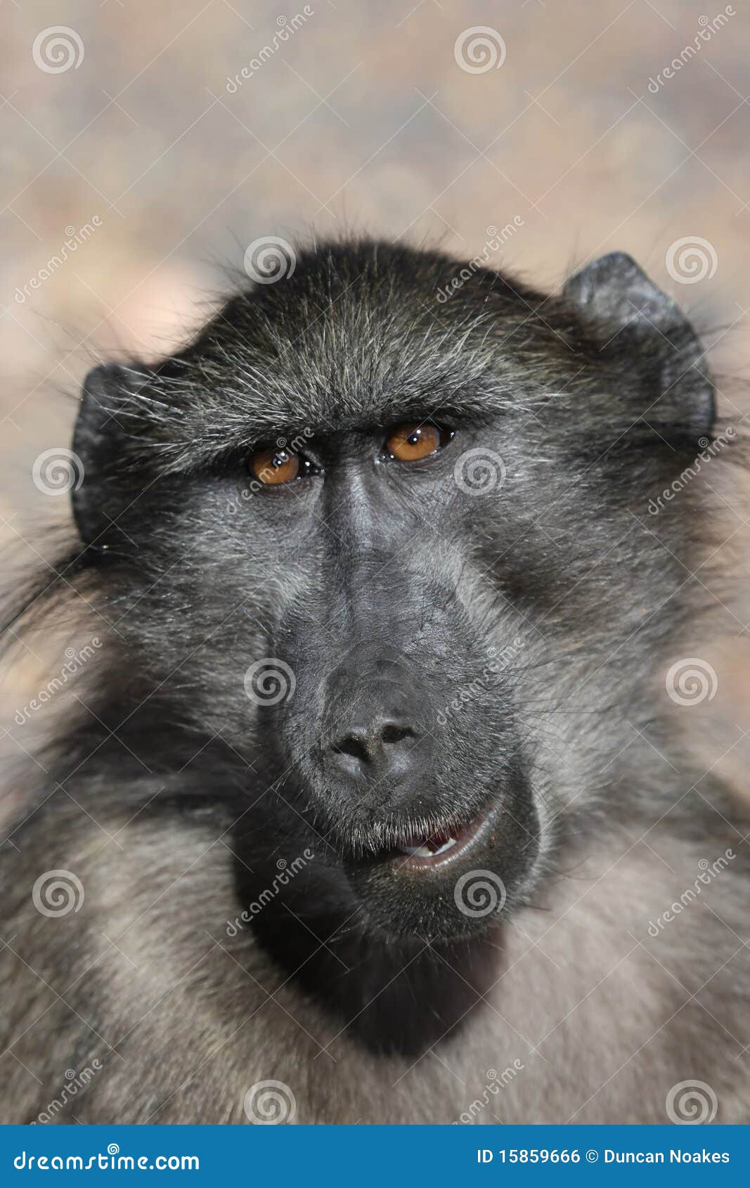 Chacma Baboon Portrait stock photo. Image of wildlife - 15859666