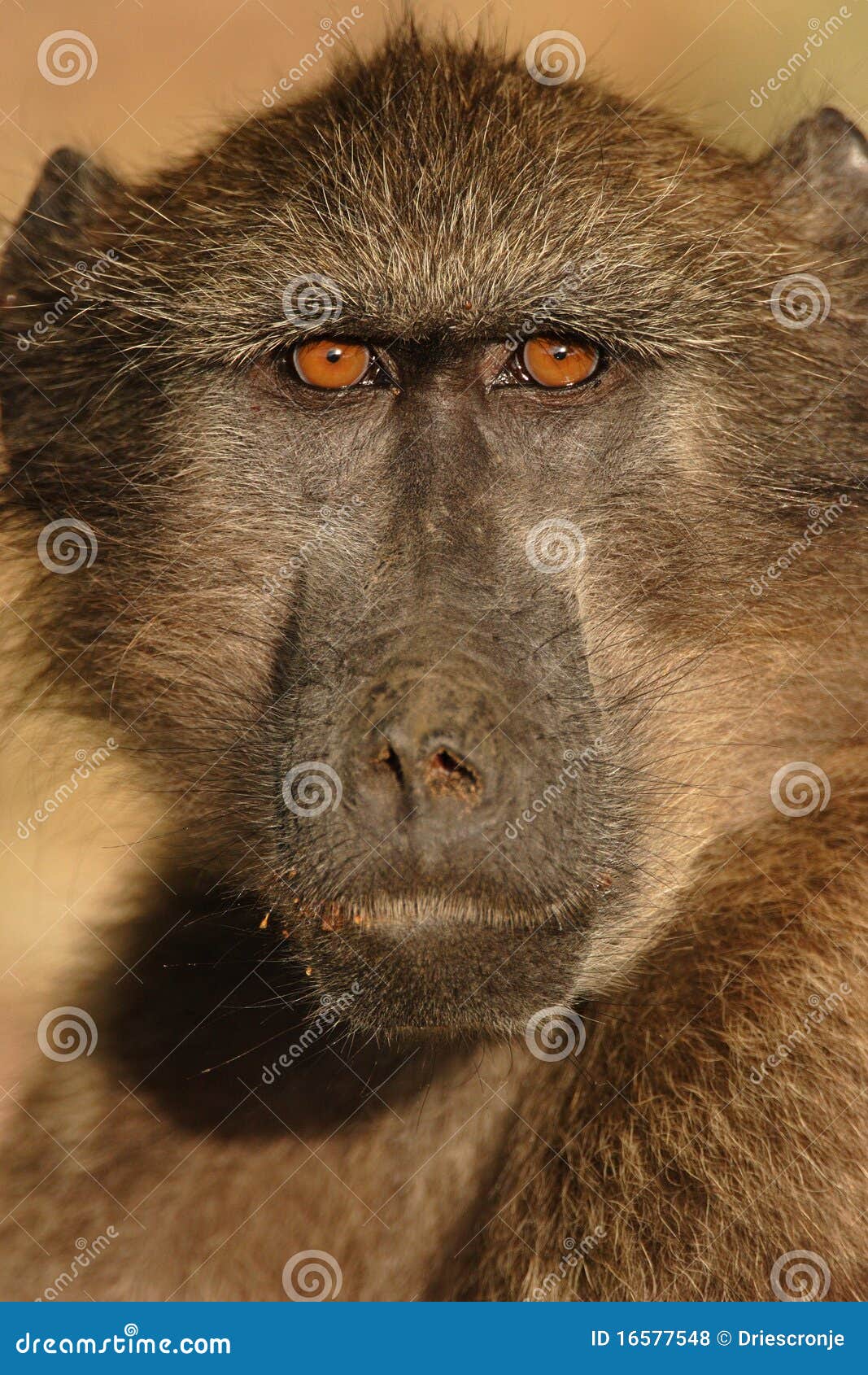 Chacma Baboon Portrait stock photo. Image of outdoors - 16577548