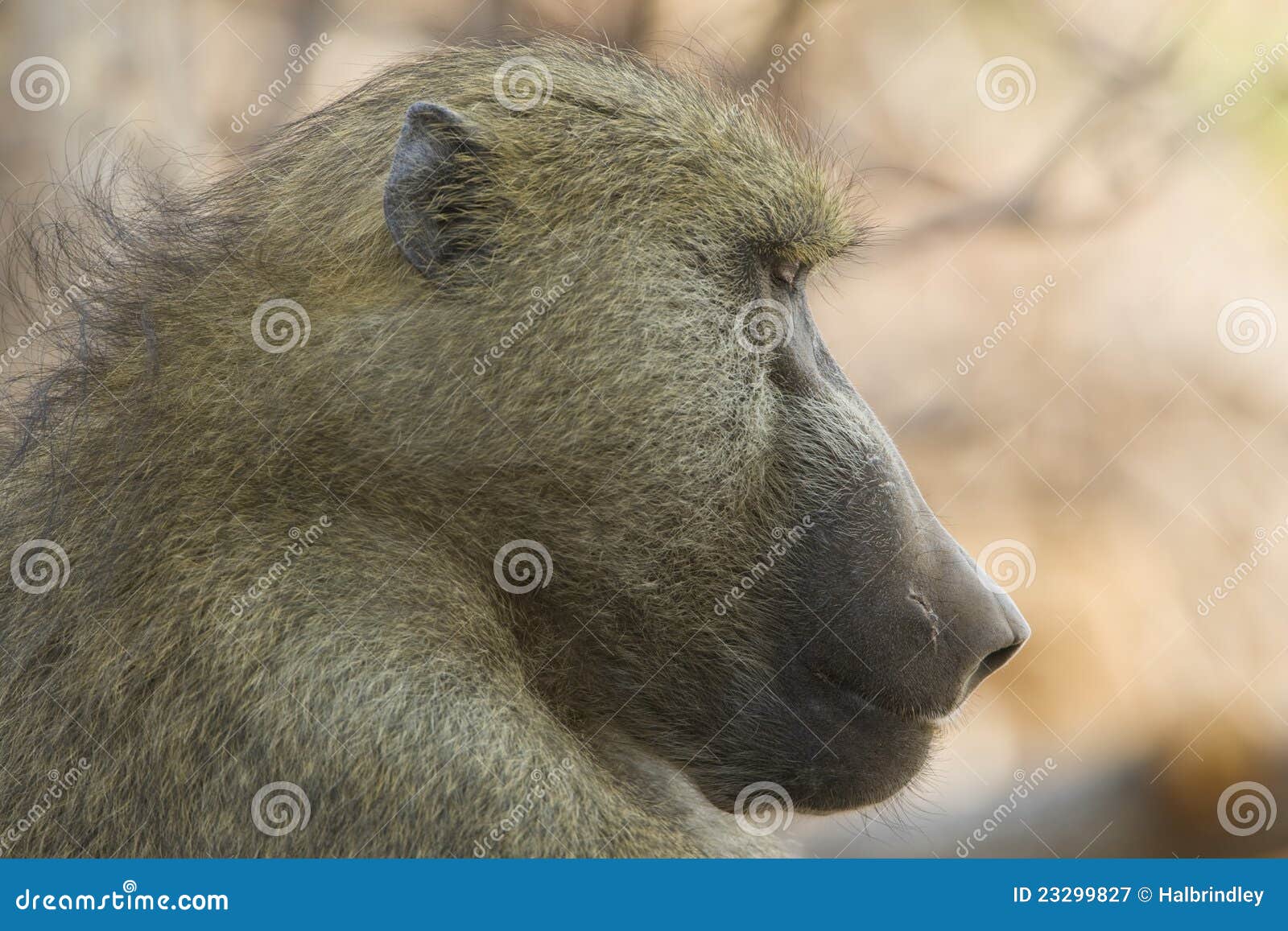 Chacma Baboon Profile, Botswana Stock Image - Image of wound, portrait: 23299827