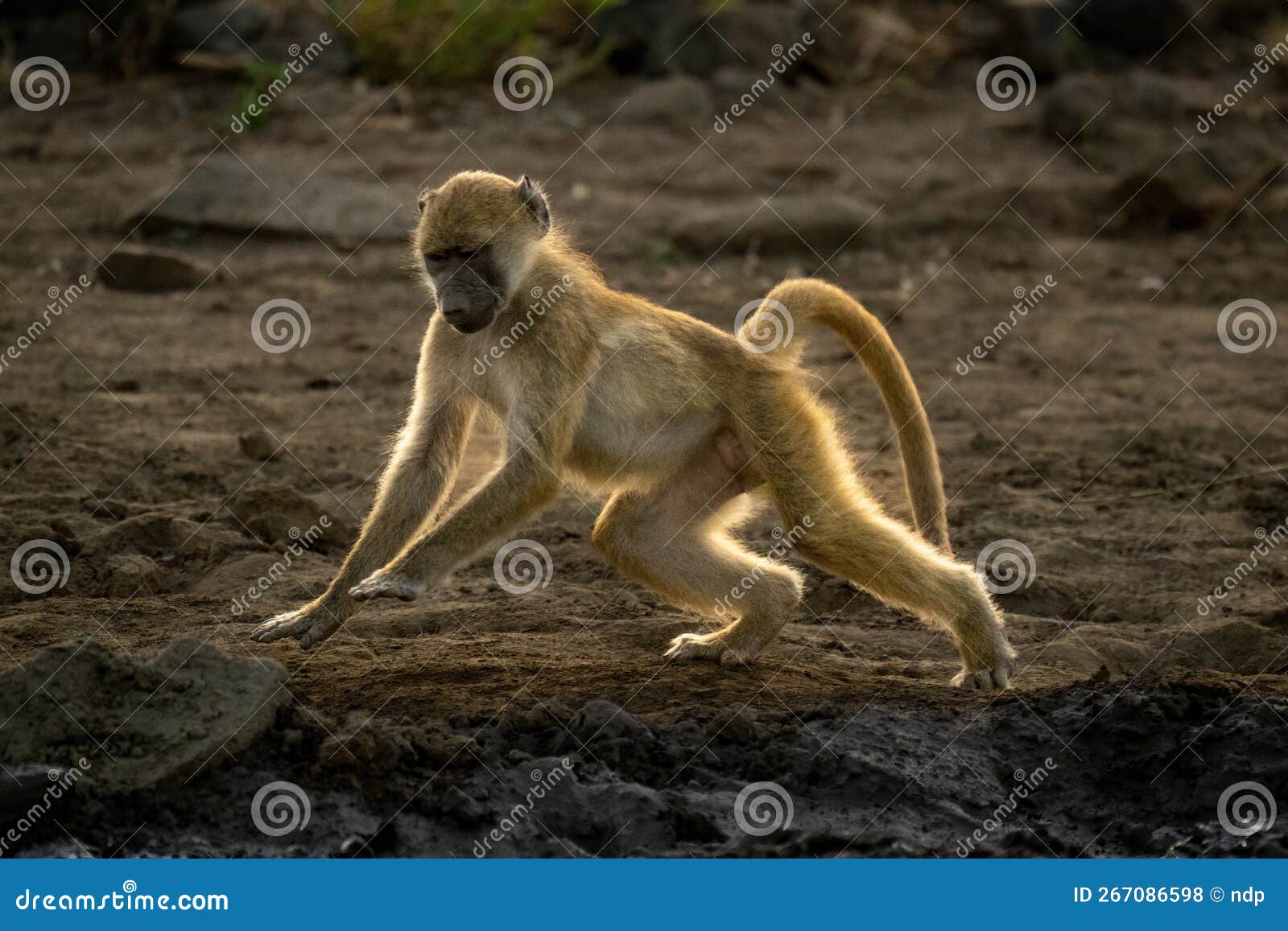 Chacma Baboon Runs Past Mud Lifting Paws Stock Photo - Image of animal ...