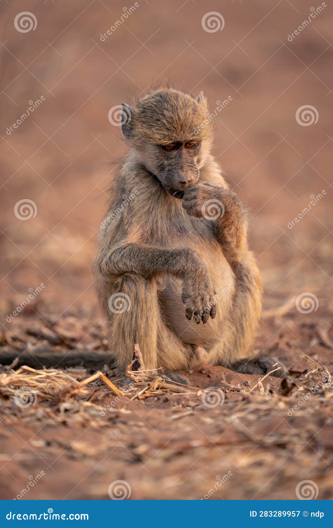 Chacma Baboon Sits with Hand To Mouth Stock Image - Image of cape ...