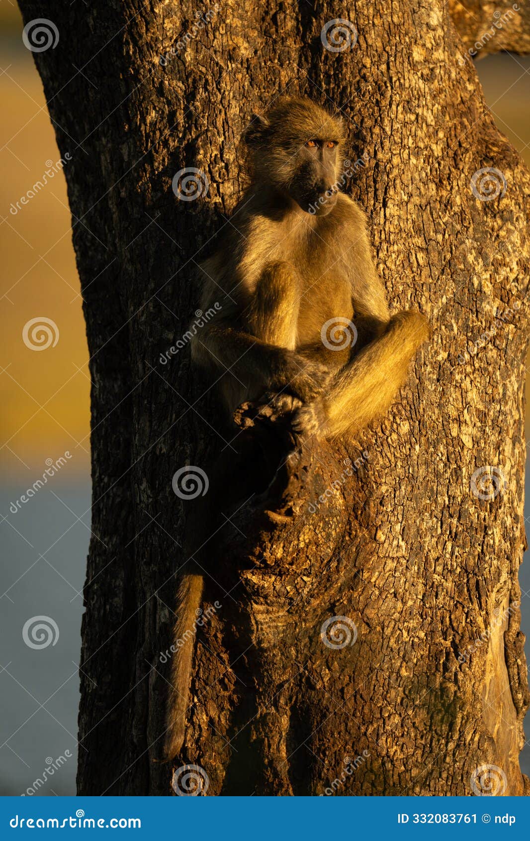 Chacma Baboon Sits on Sunlit Tree Branch Stock Image - Image of papio ...