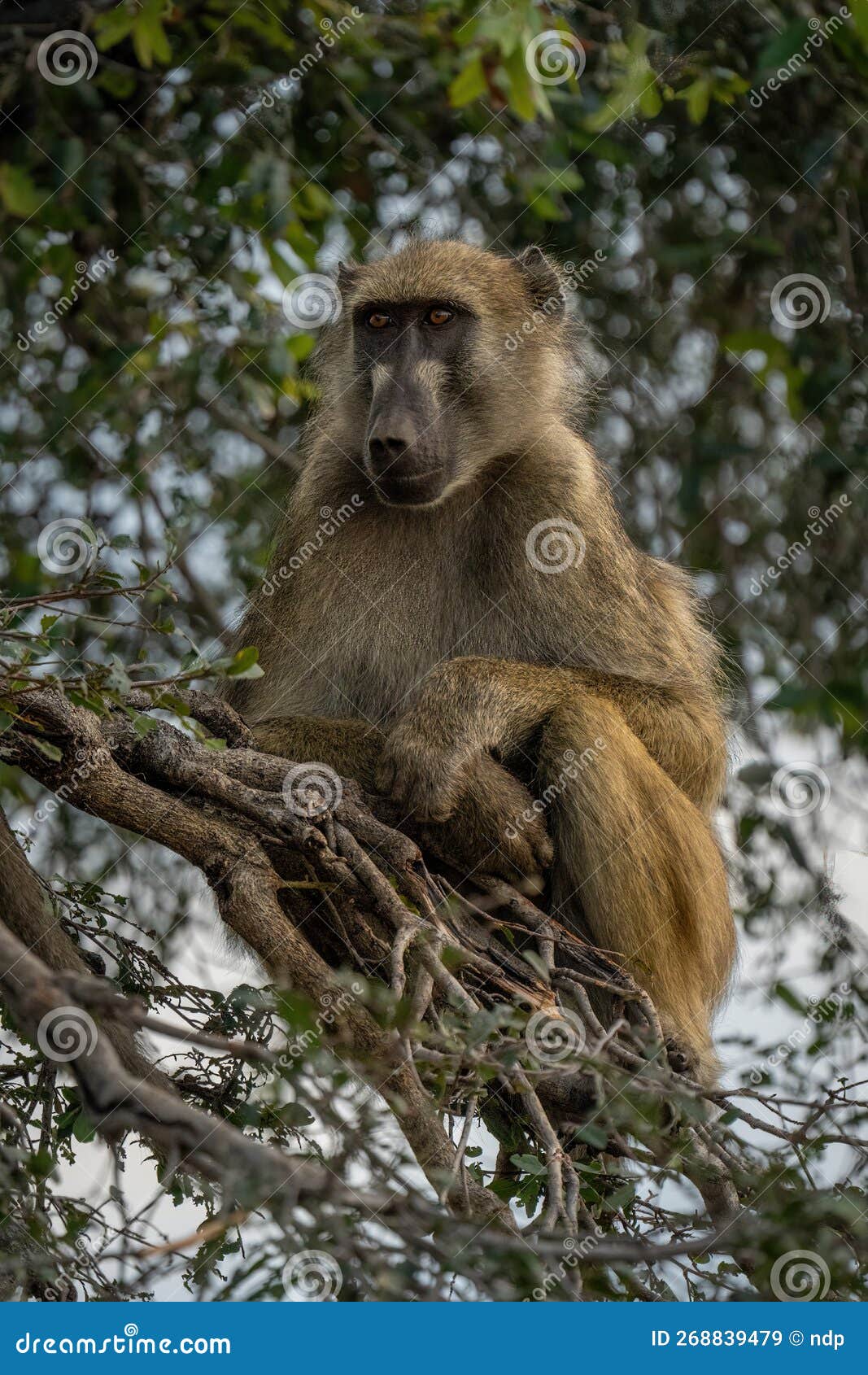 Chacma Baboon Sits in Tree with Catchlights Stock Image - Image of ...